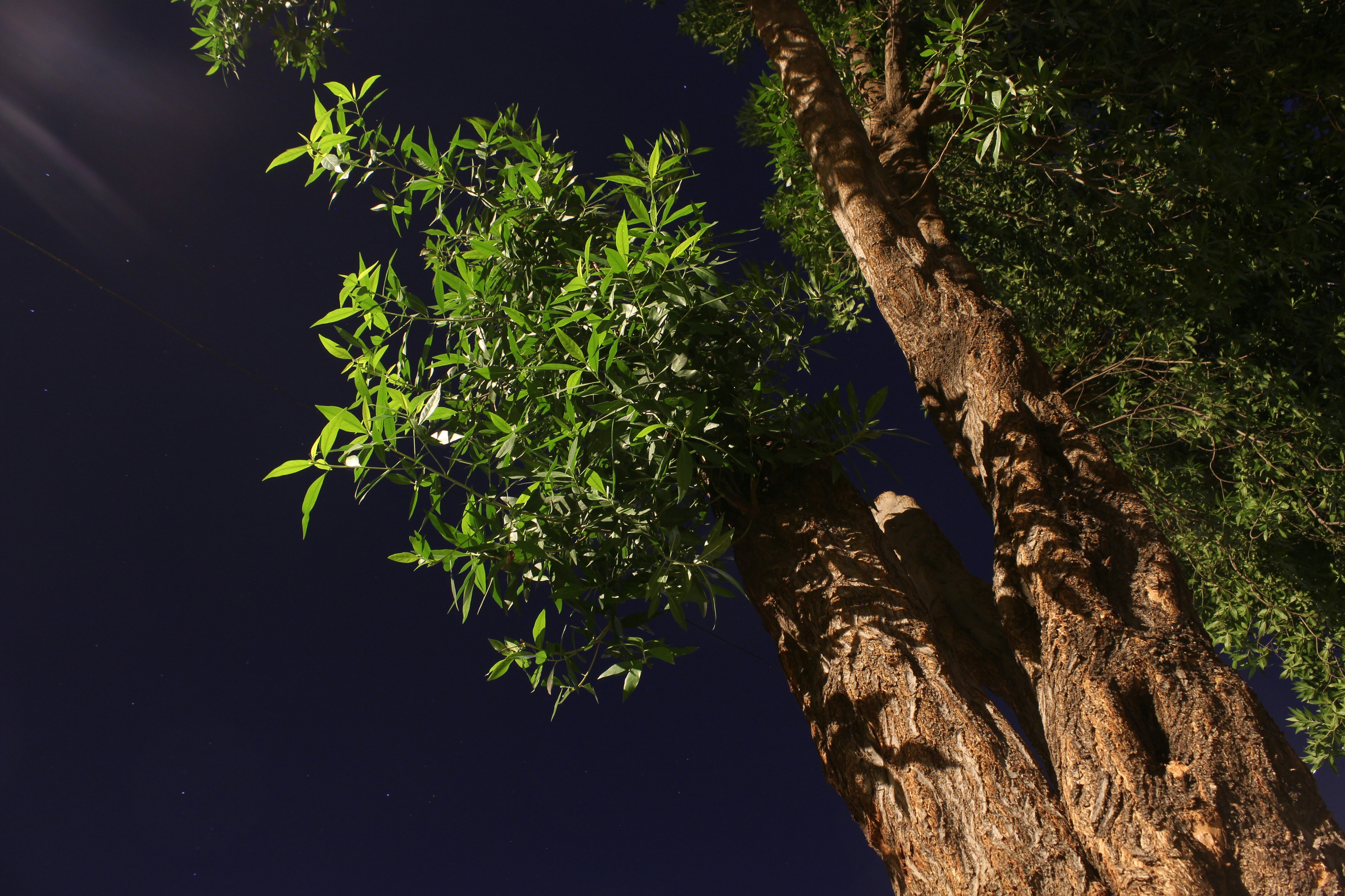 Night Crest: A Gnarled Tree Reaching into Velvet Sky