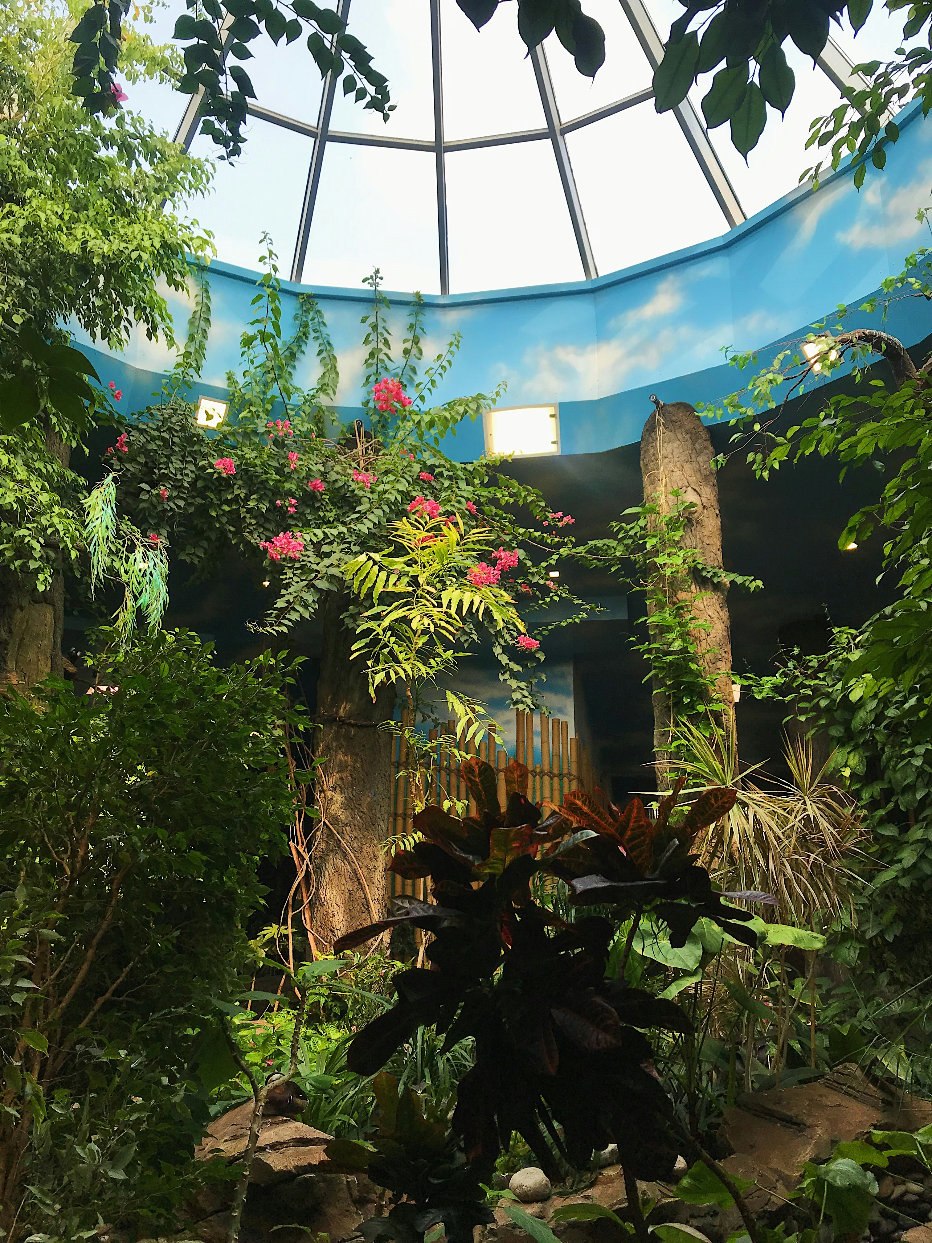 Glass Roof Conservatory Overgrown with Tropical Foliage