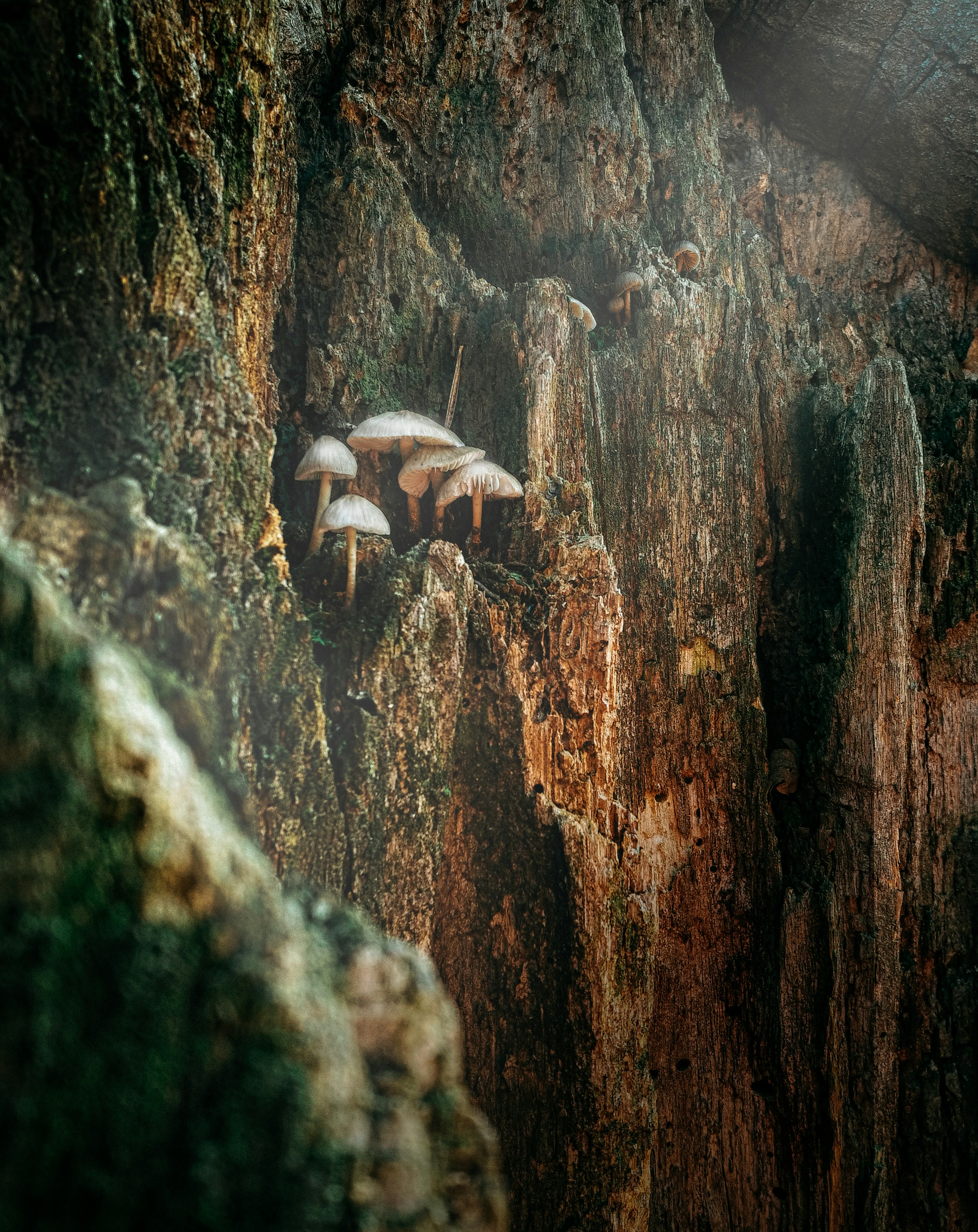 Clusters of delicate mushrooms emerge from the rugged bark of an ancient tree, showcasing nature's intricate beauty and resilience.