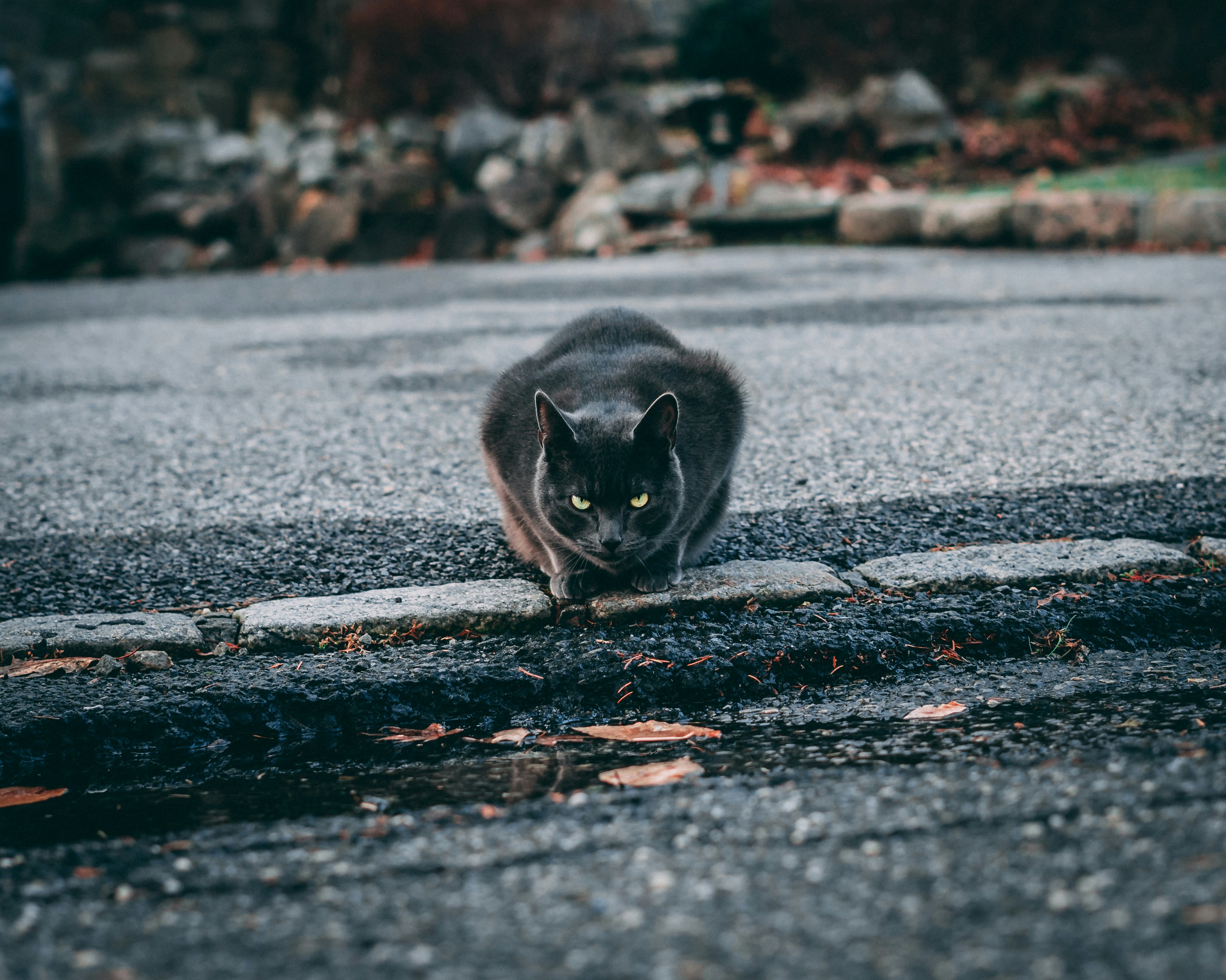 Rain-Glossed Stalker: A Black Cat on a Wet Street