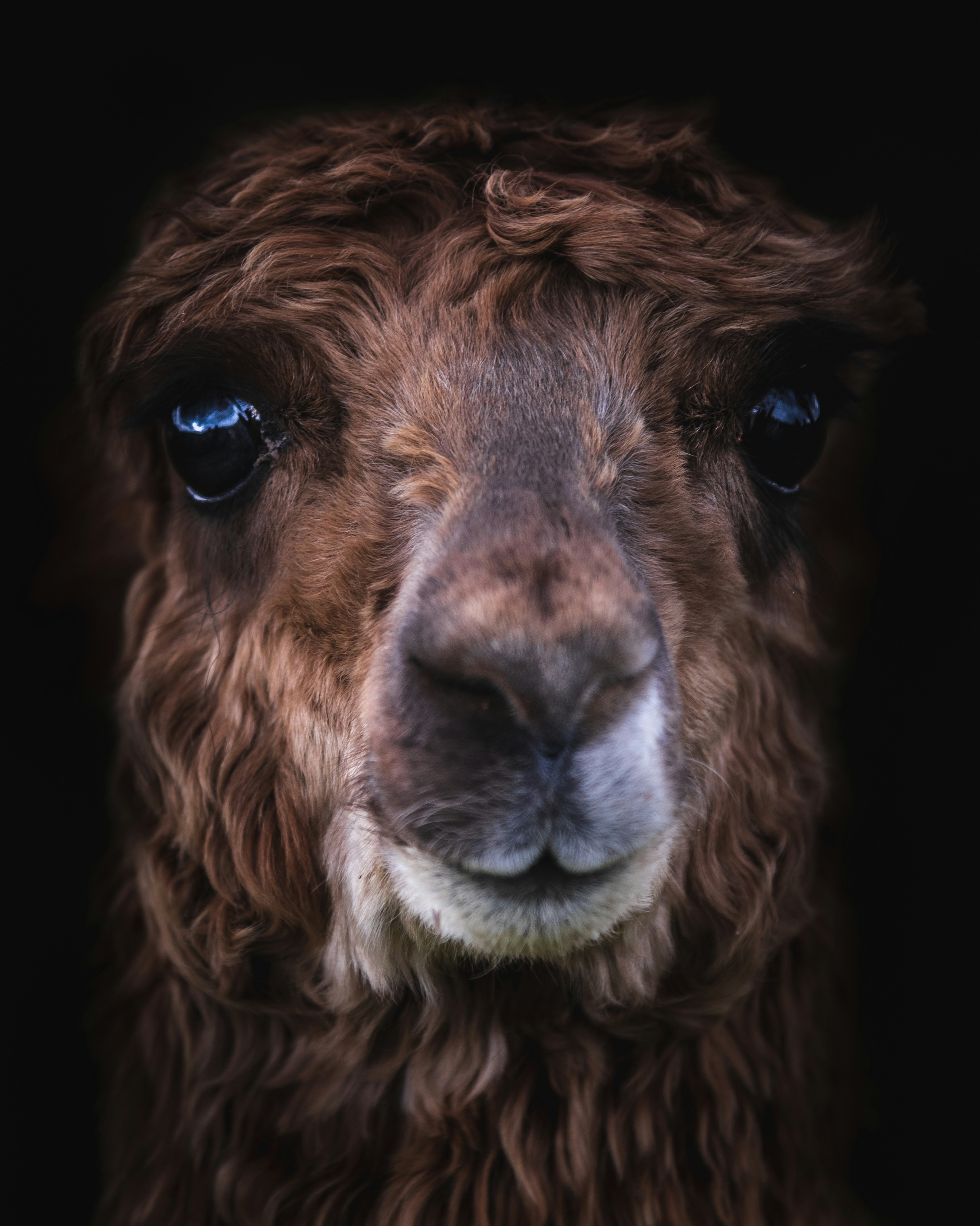 Velvet Darkness: A Close-Up Alpaca Gaze