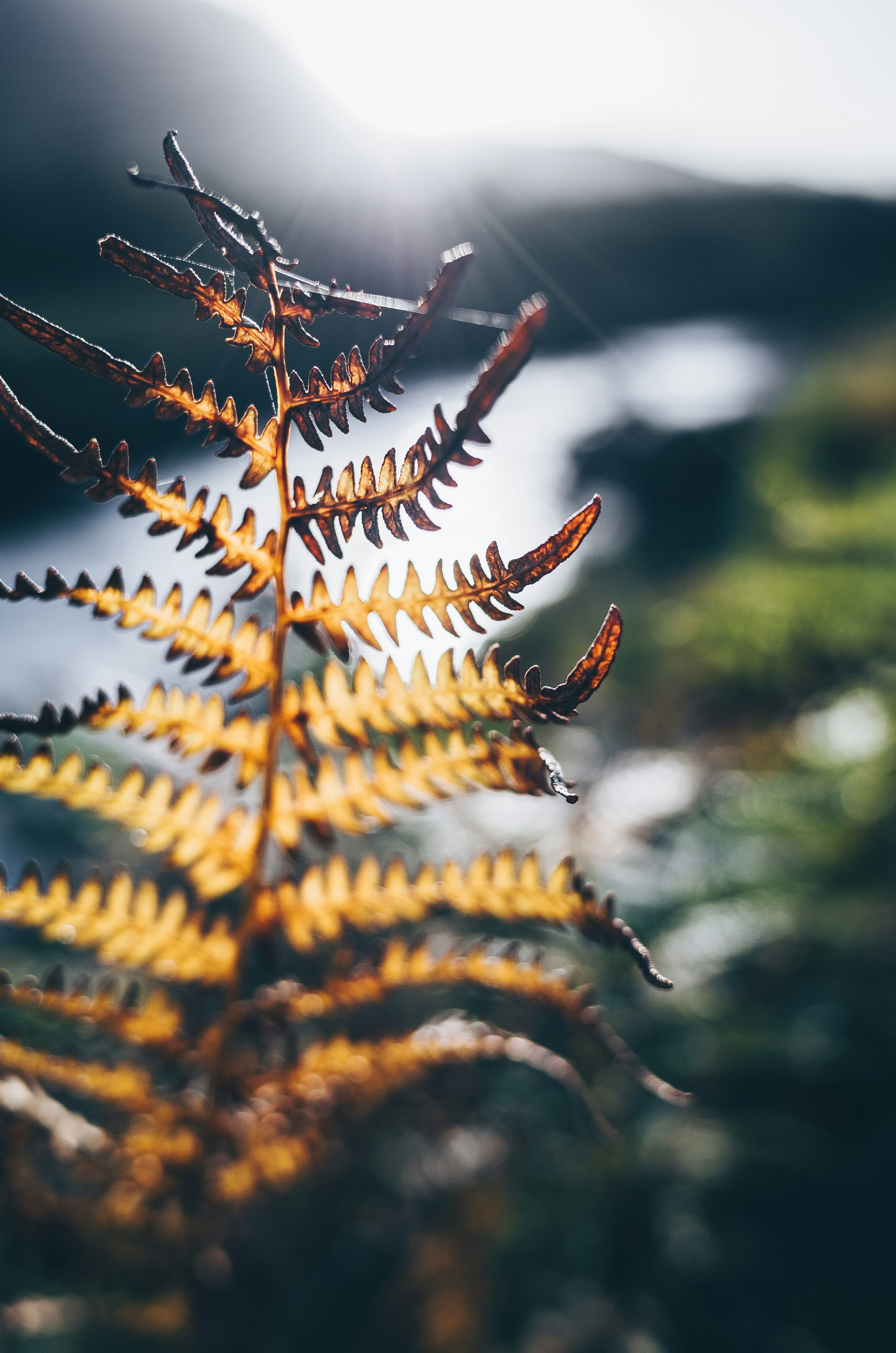 Amber Fern in Backlight Over a Quiet Lake