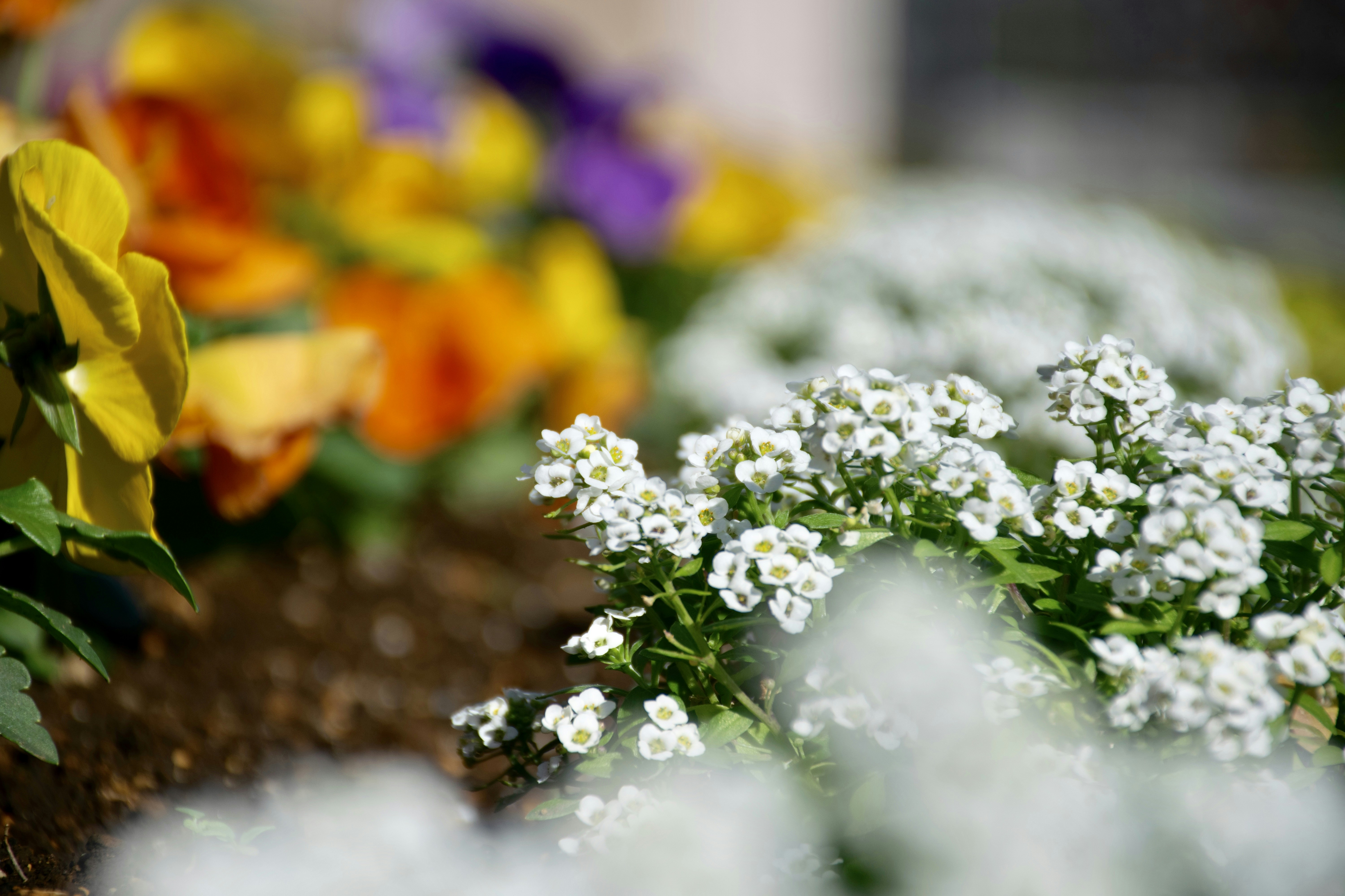 White blooms in the foreground with a blurred color patchwork backdrop