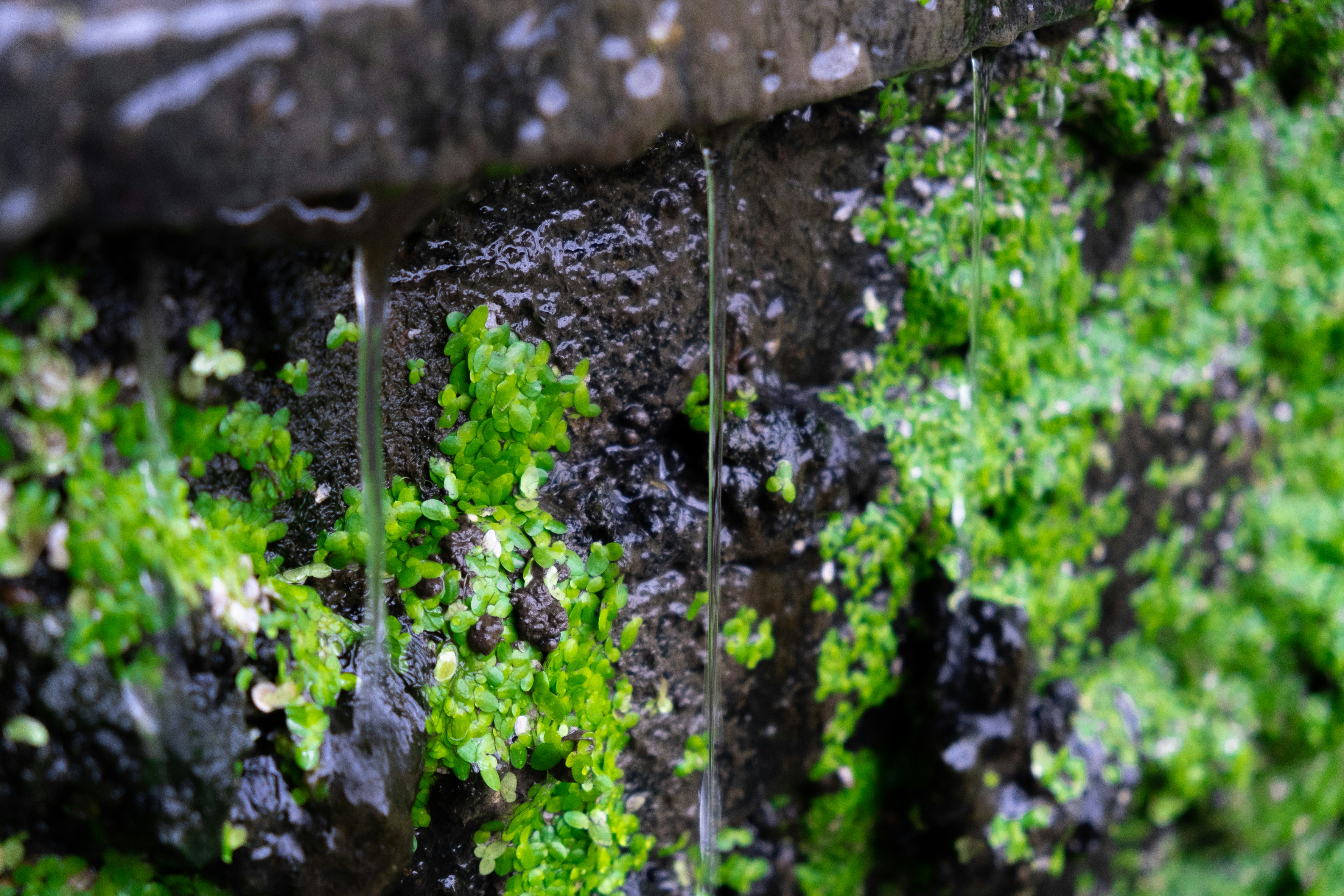 Verdant Veins on Rain-Kissed Basalt