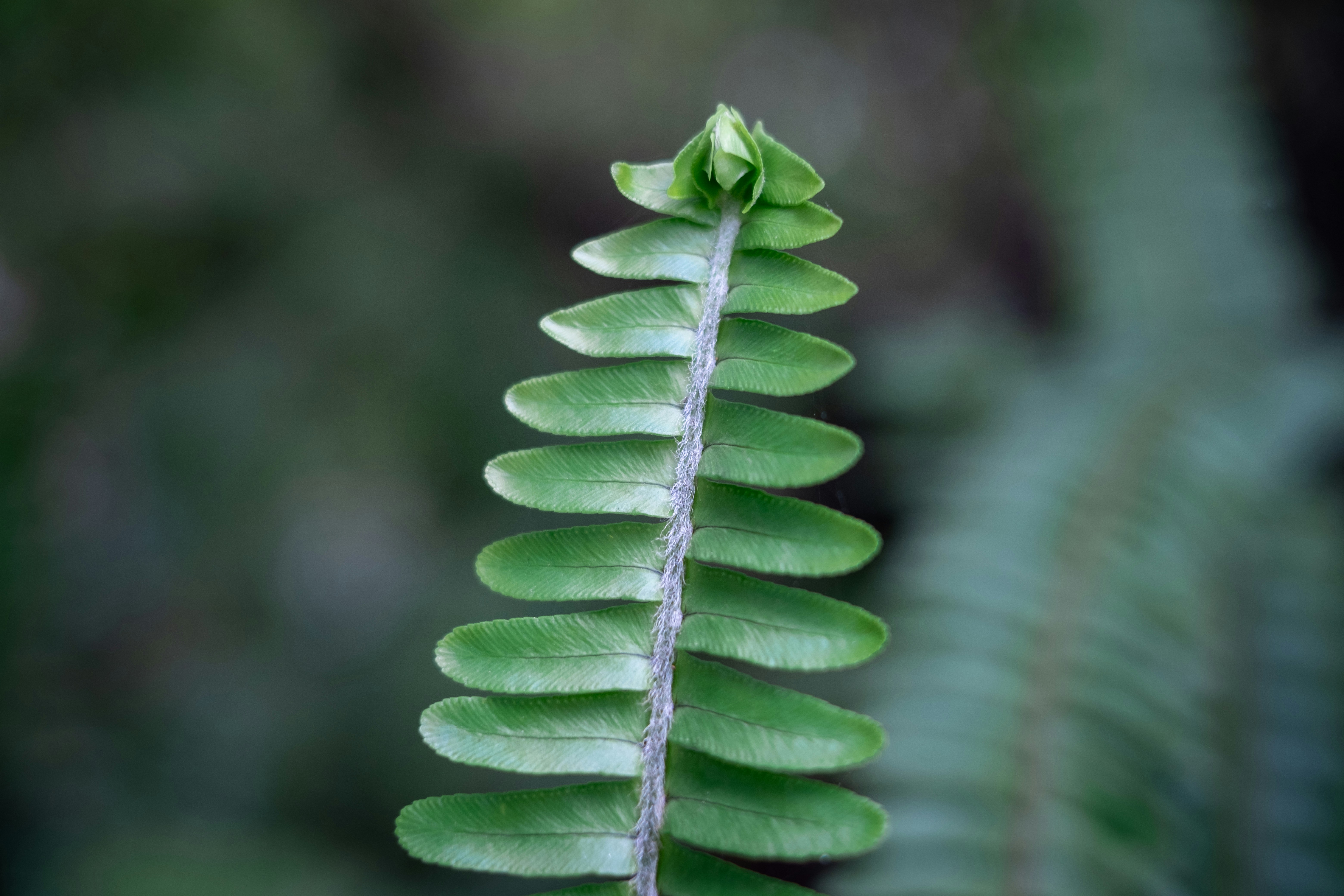 Triassic Fern