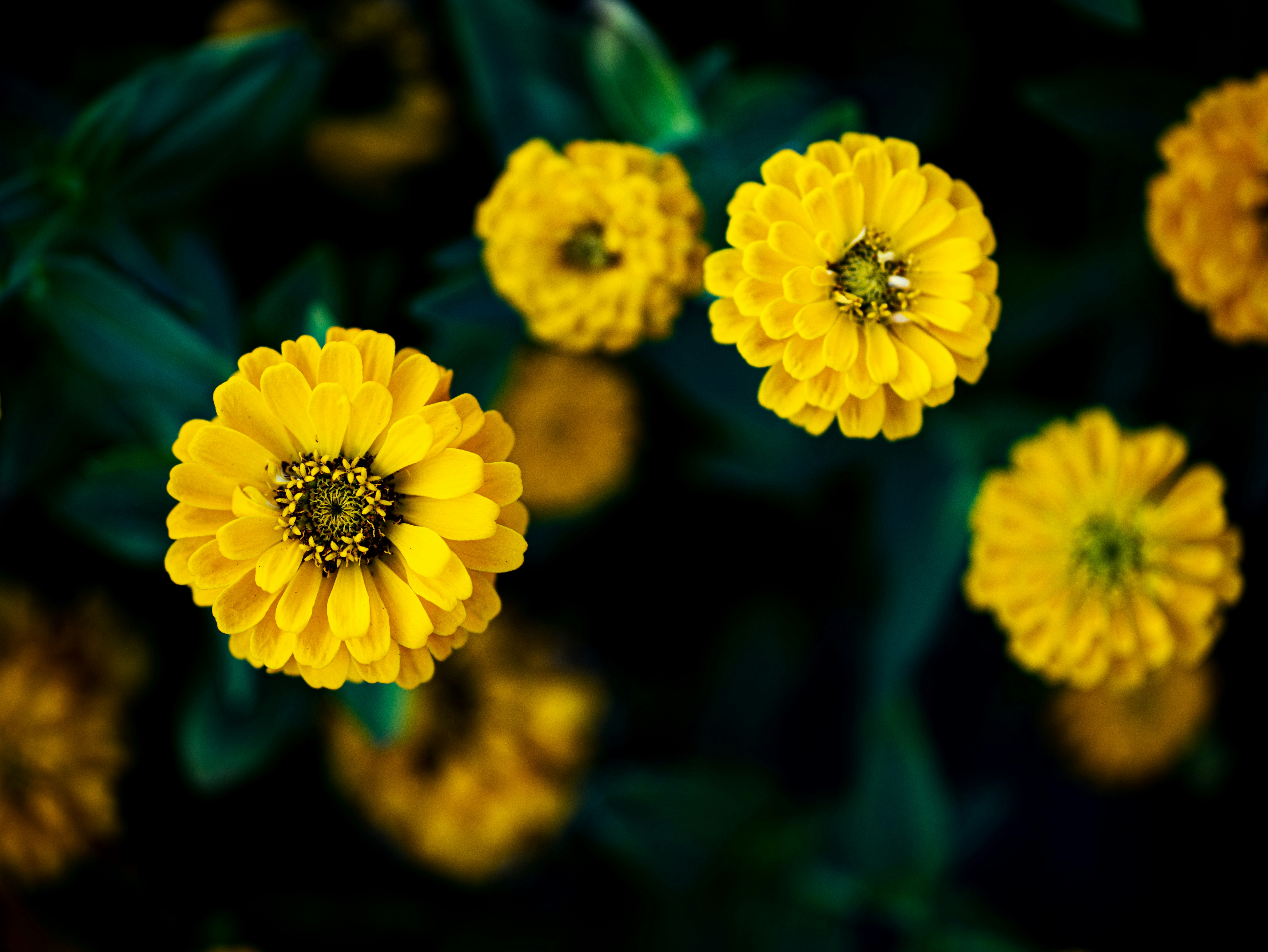 Close-up photography of yellow zinnia flowers in bloom photo – Free ...