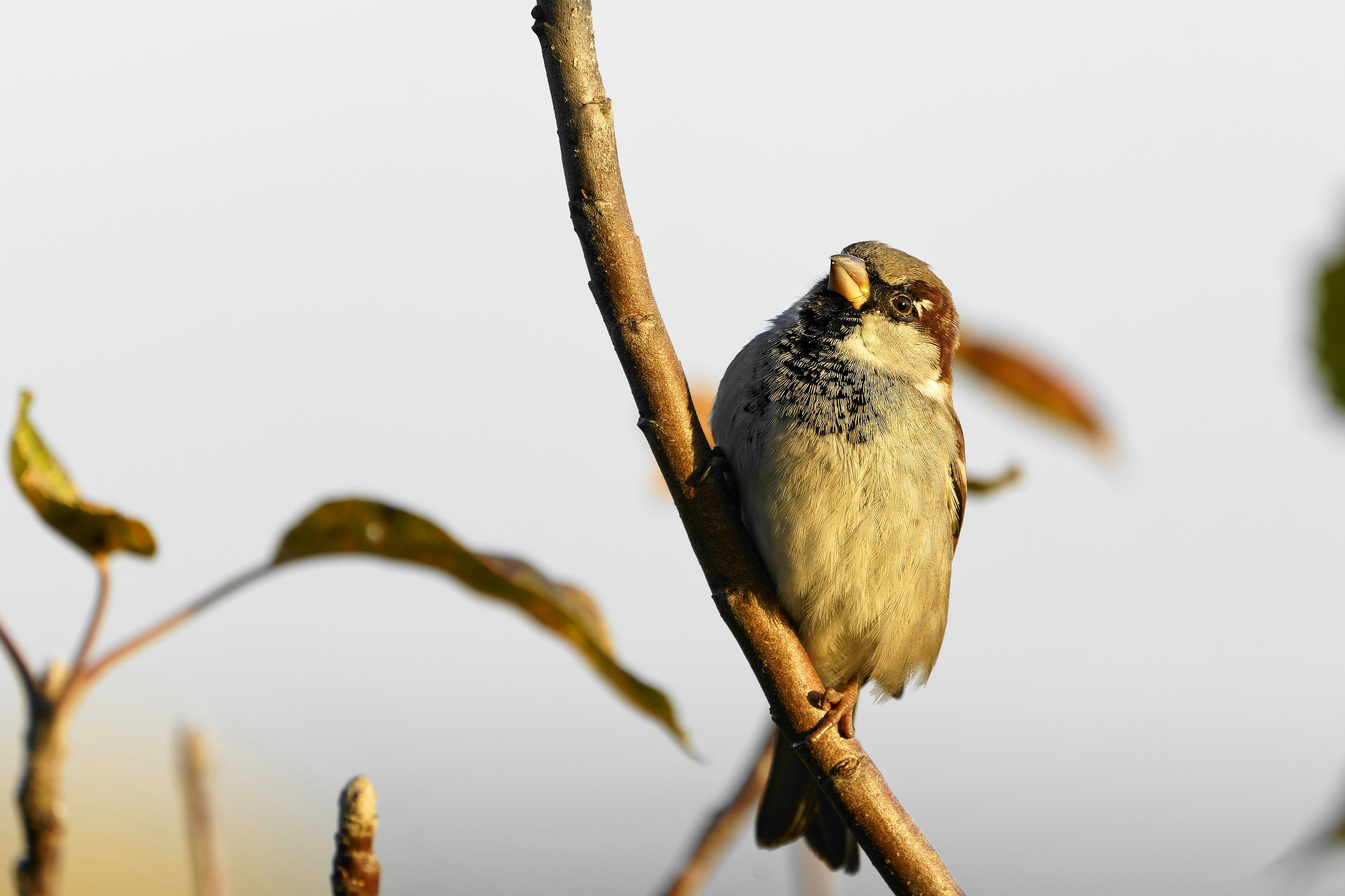 Sparrow resting on a slender branch with autumn leaves against a soft, blurred background.