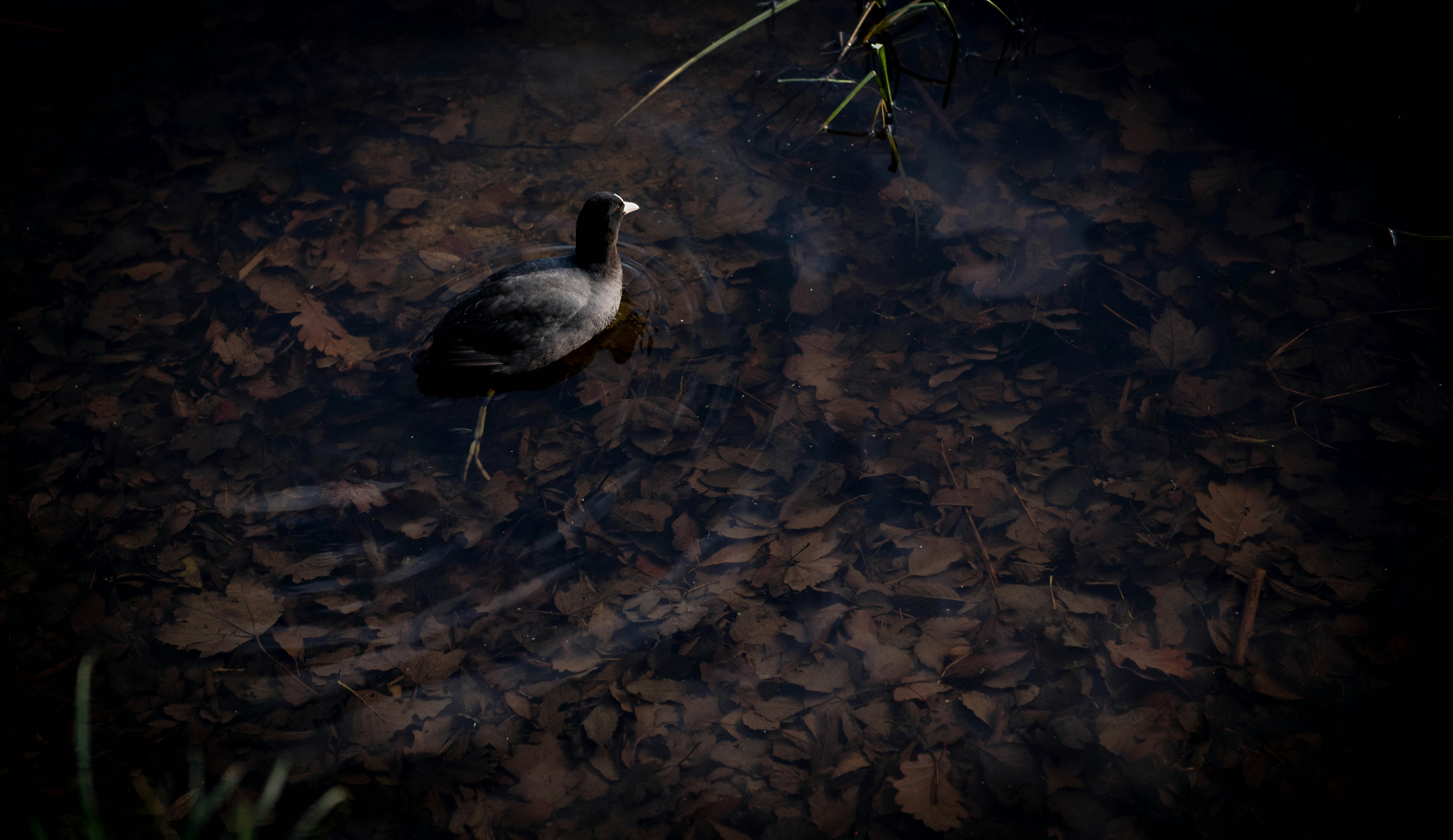 Solitary Grebe at Dusk: A Quiet Glide Across Leaf-Strewn Water
