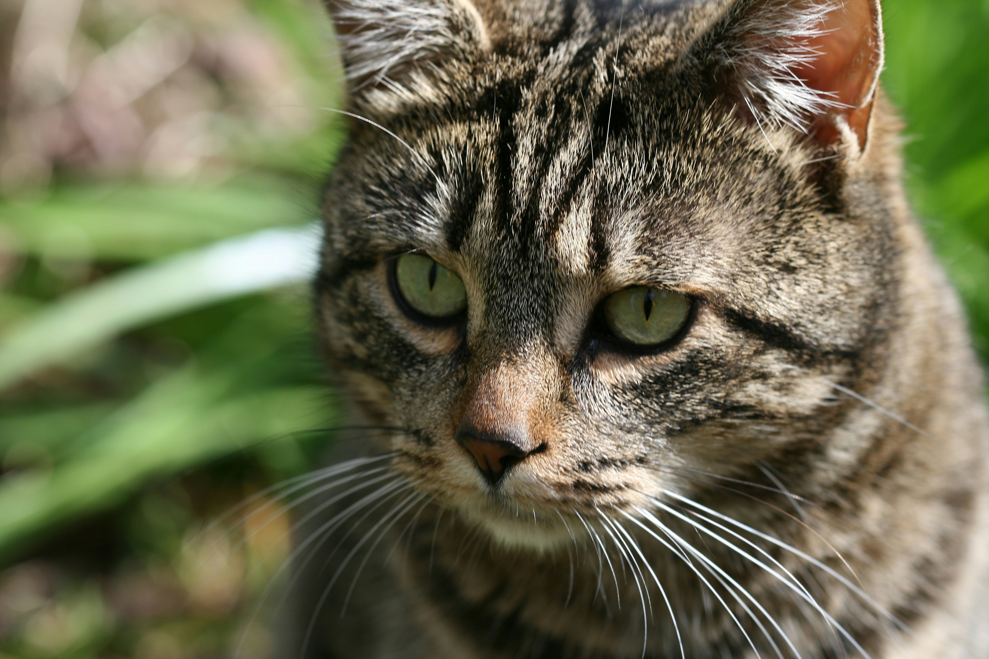 Macro photography of brown tabby cat photo – Free Oregon Image on Unsplash