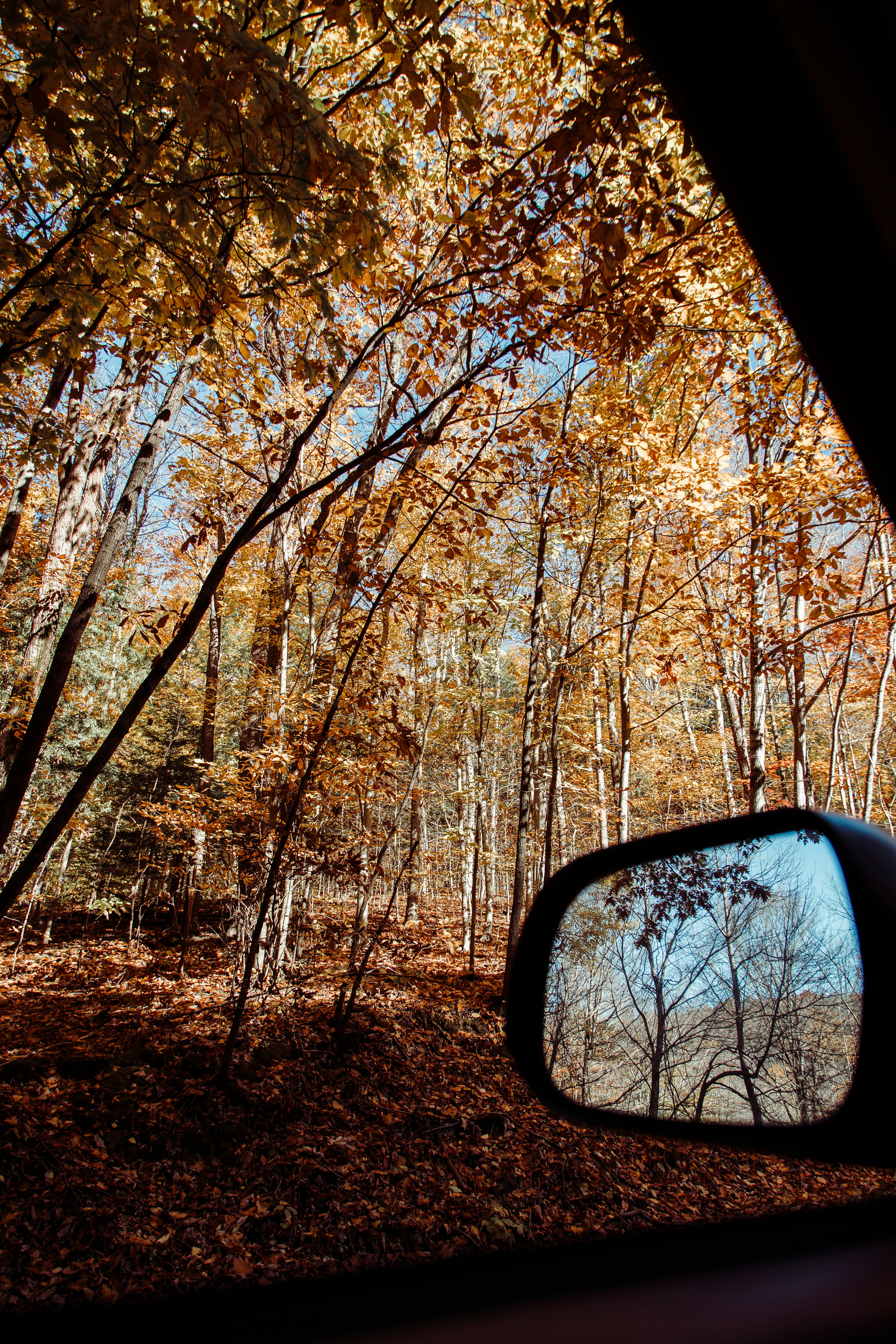 Autumn Roadside Reverie: Trees in the Car Window