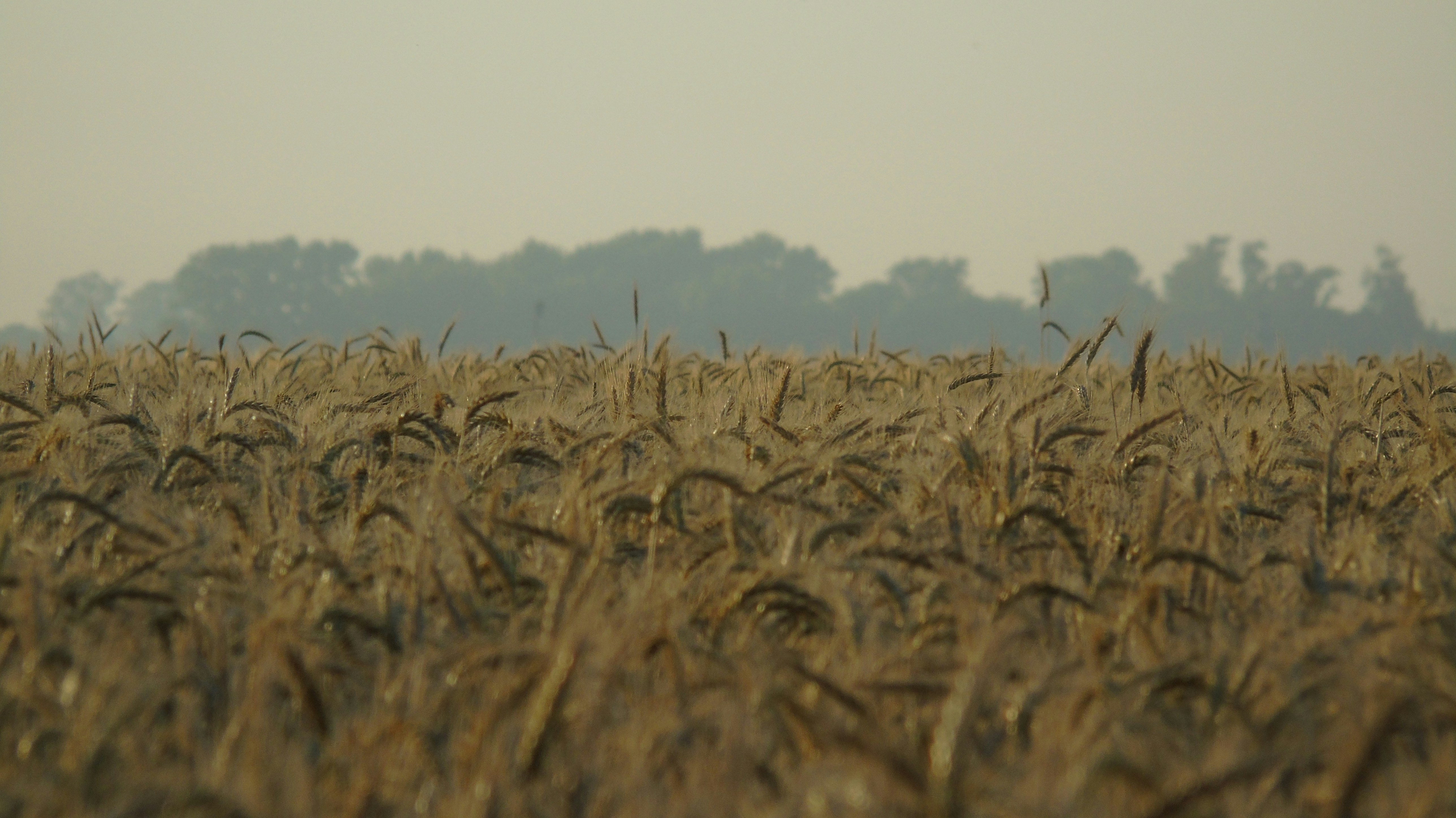 Golden Field at Dusk: A Quiet Harvest Quietly Speaks