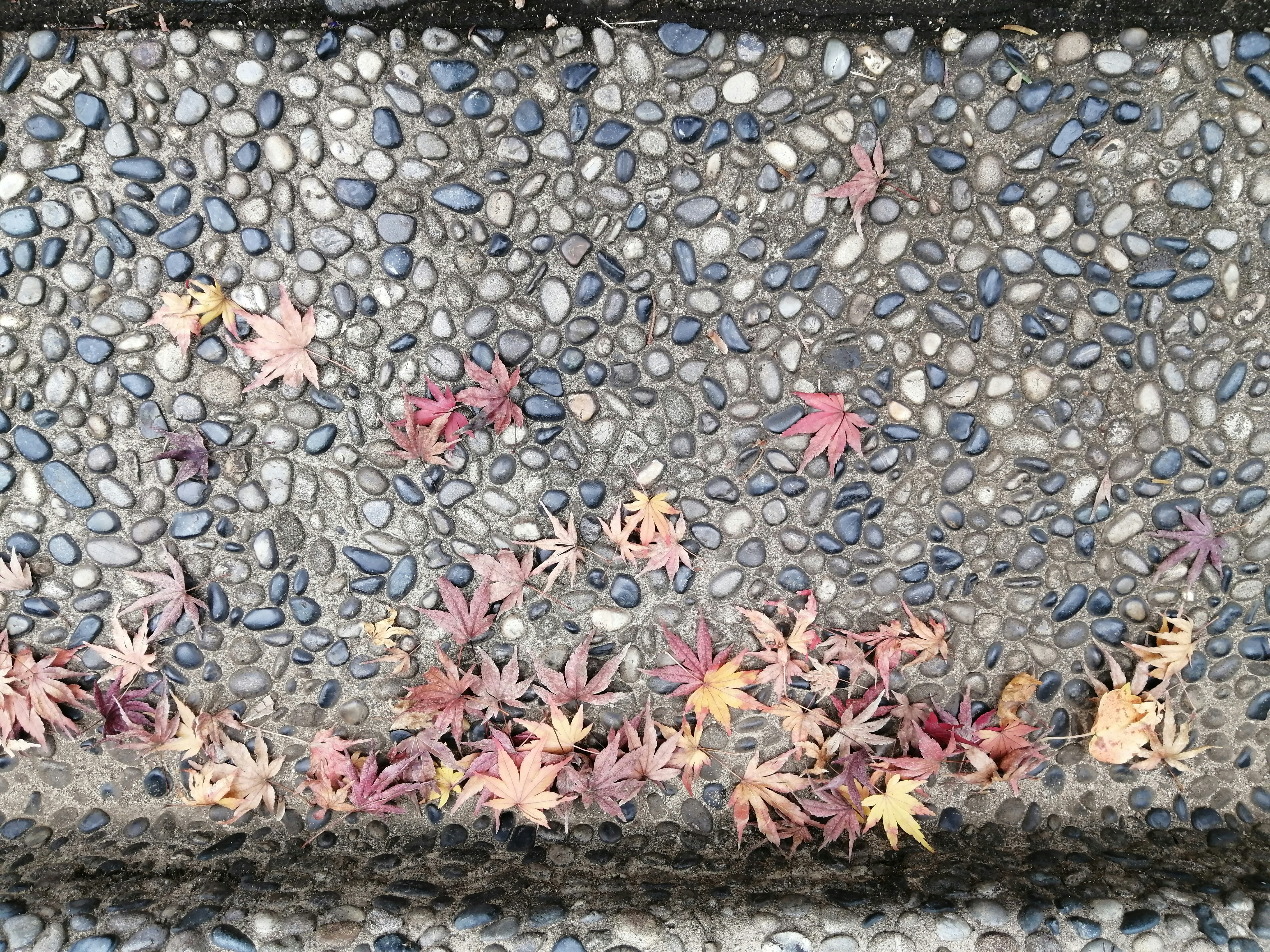 Colorful maple leaves scattered across a textured stone surface, evoking the serene transition of seasons.