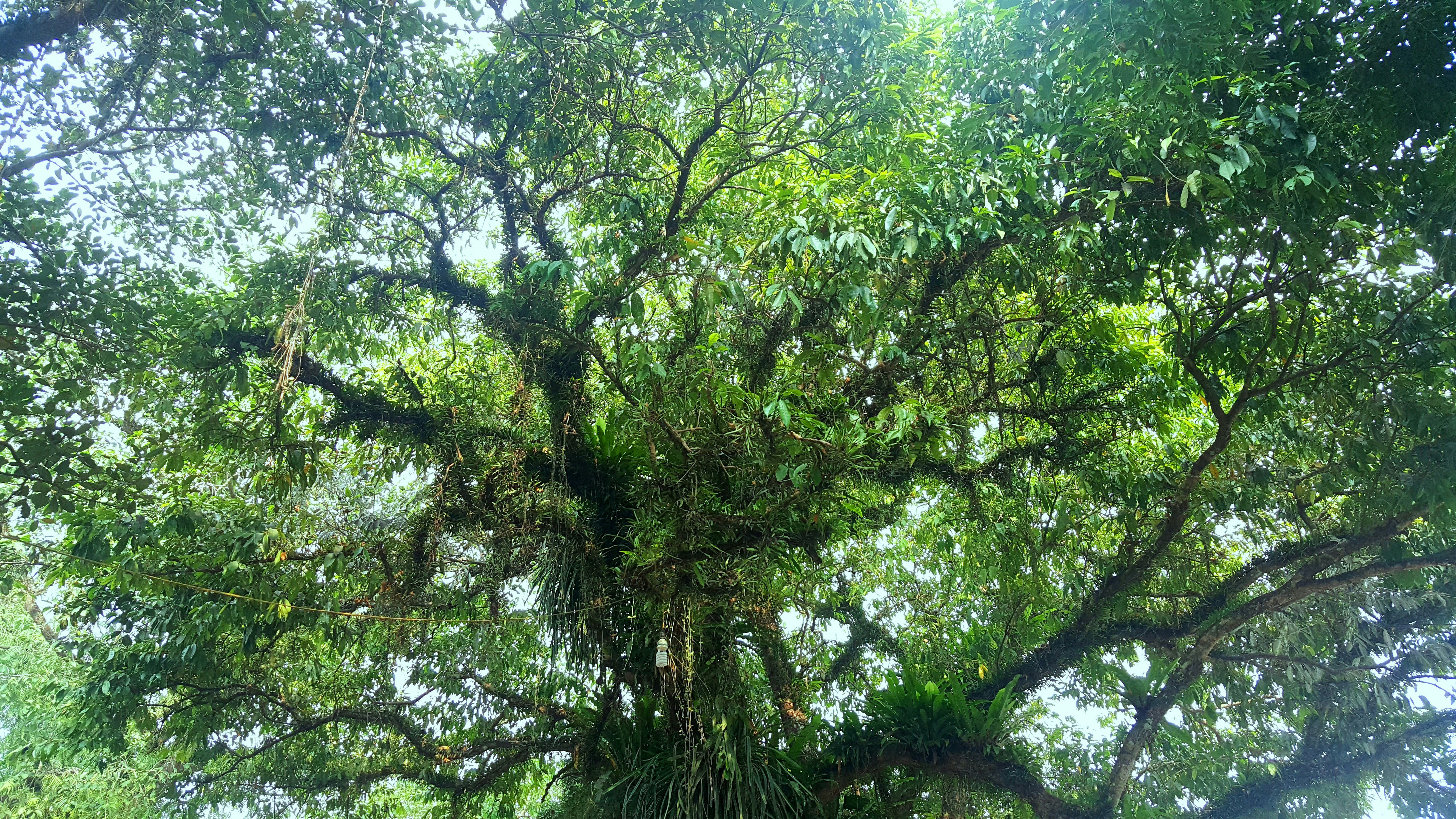 Green forest tree photo – Free Tuyên quang Image on Unsplash