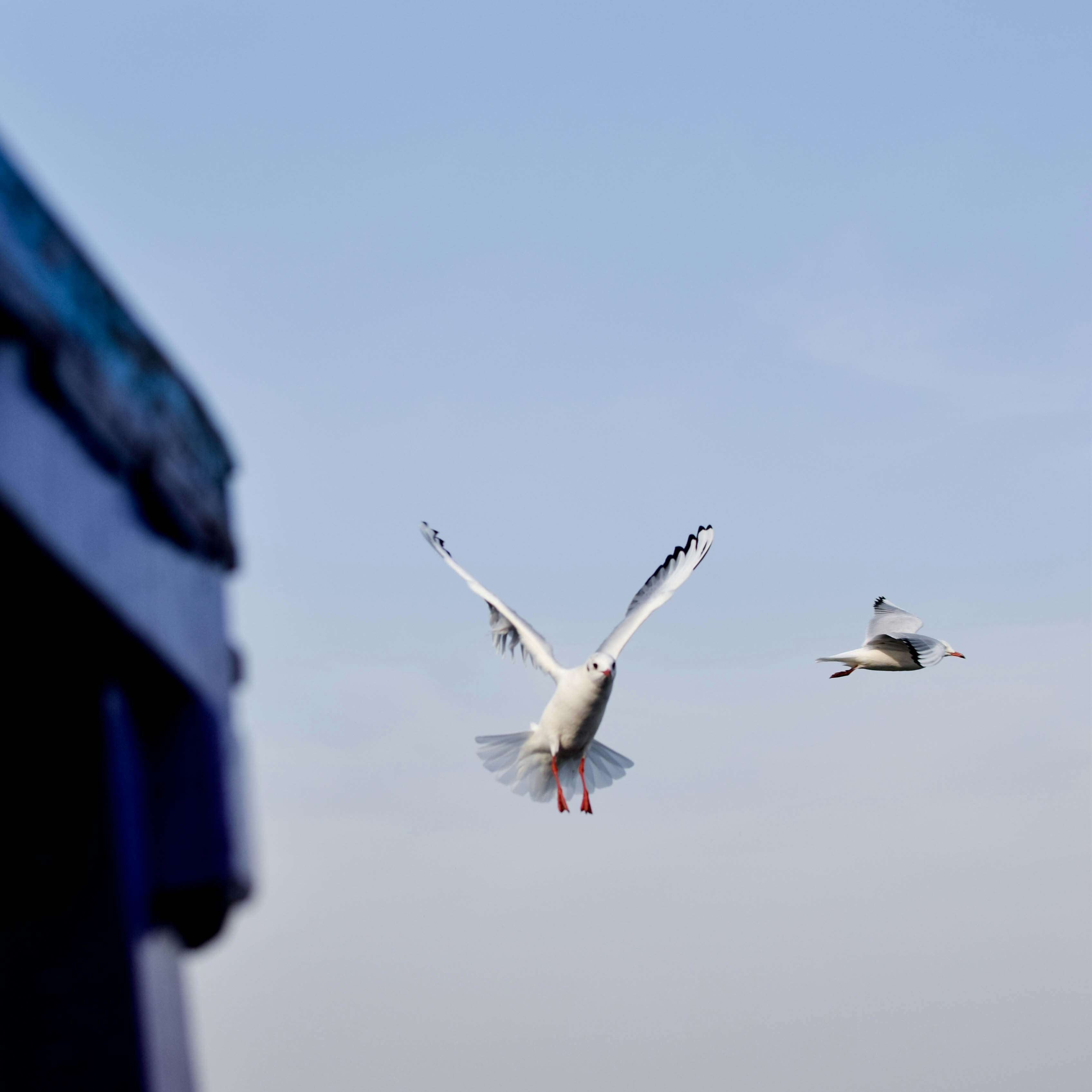Wingtip Ascent: Seagulls Break Free Across a Pale Coastal Sky