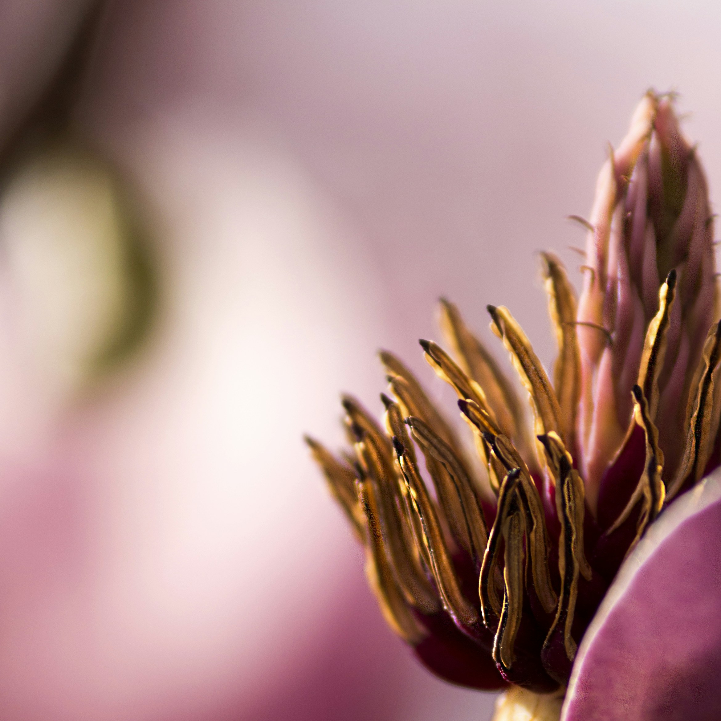 Macro Crown: The Rich Cadence of Petal Stamen
