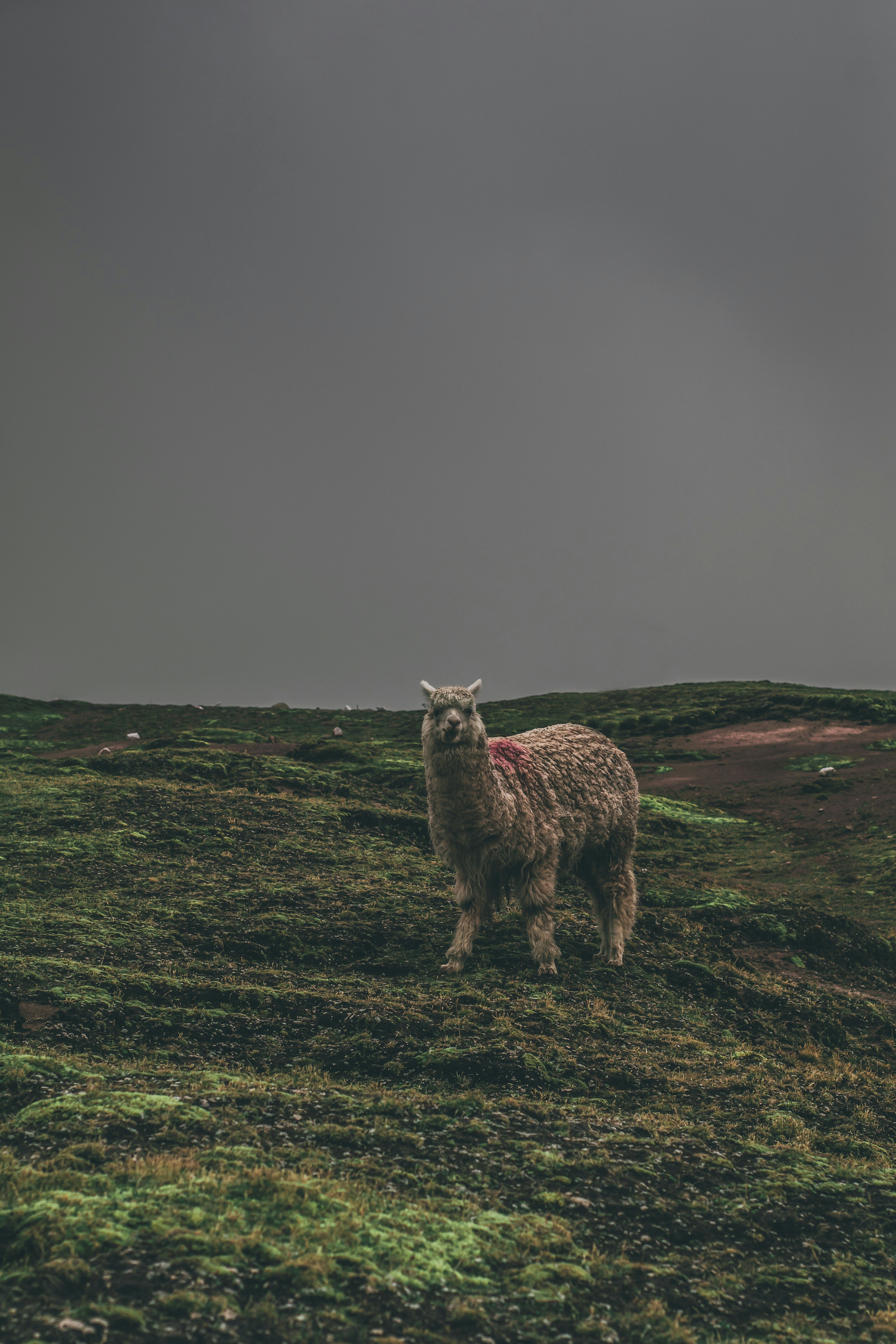 Lone Alpaca on a Mossy Moor Beneath a Moody Sky