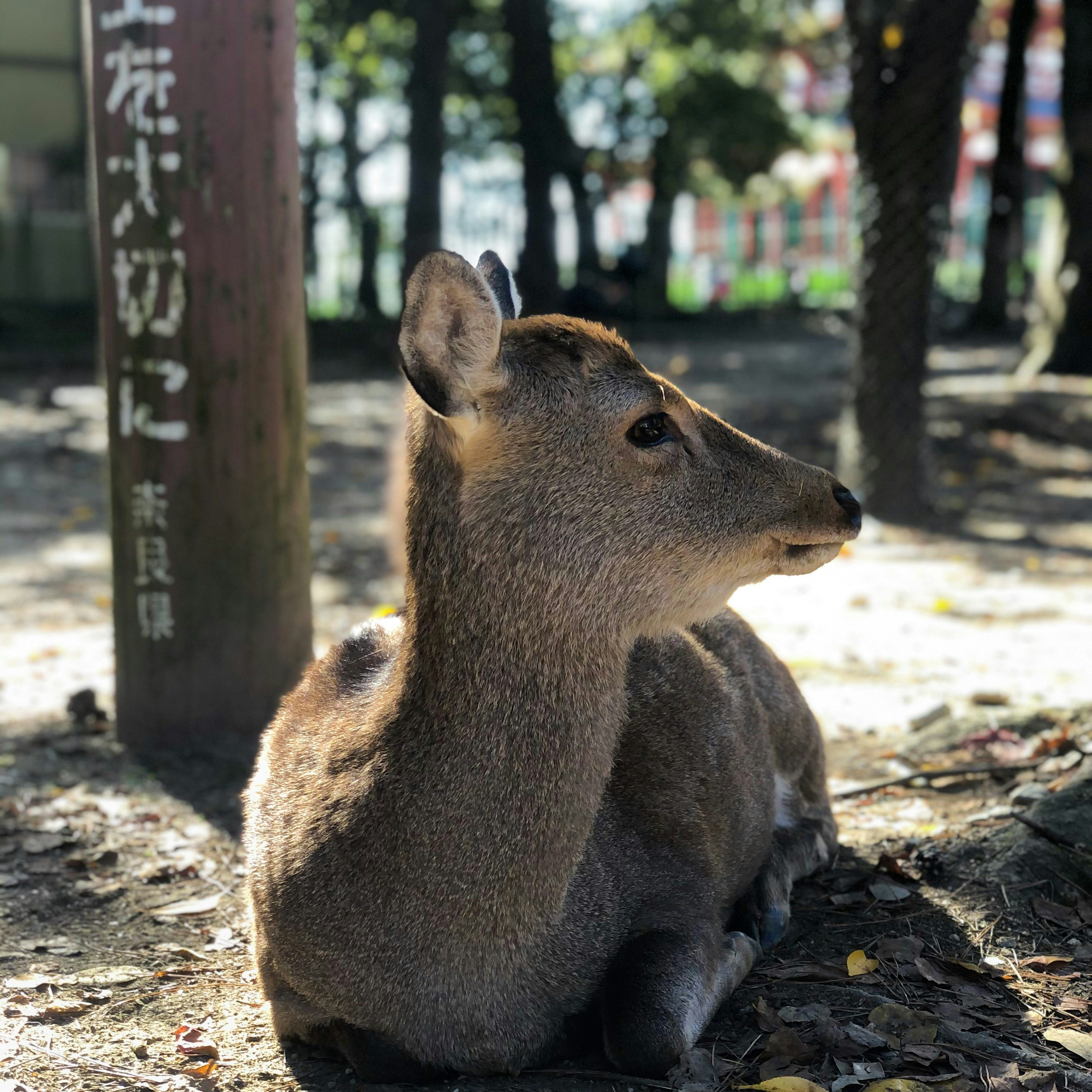 gray kangaroo near tree
