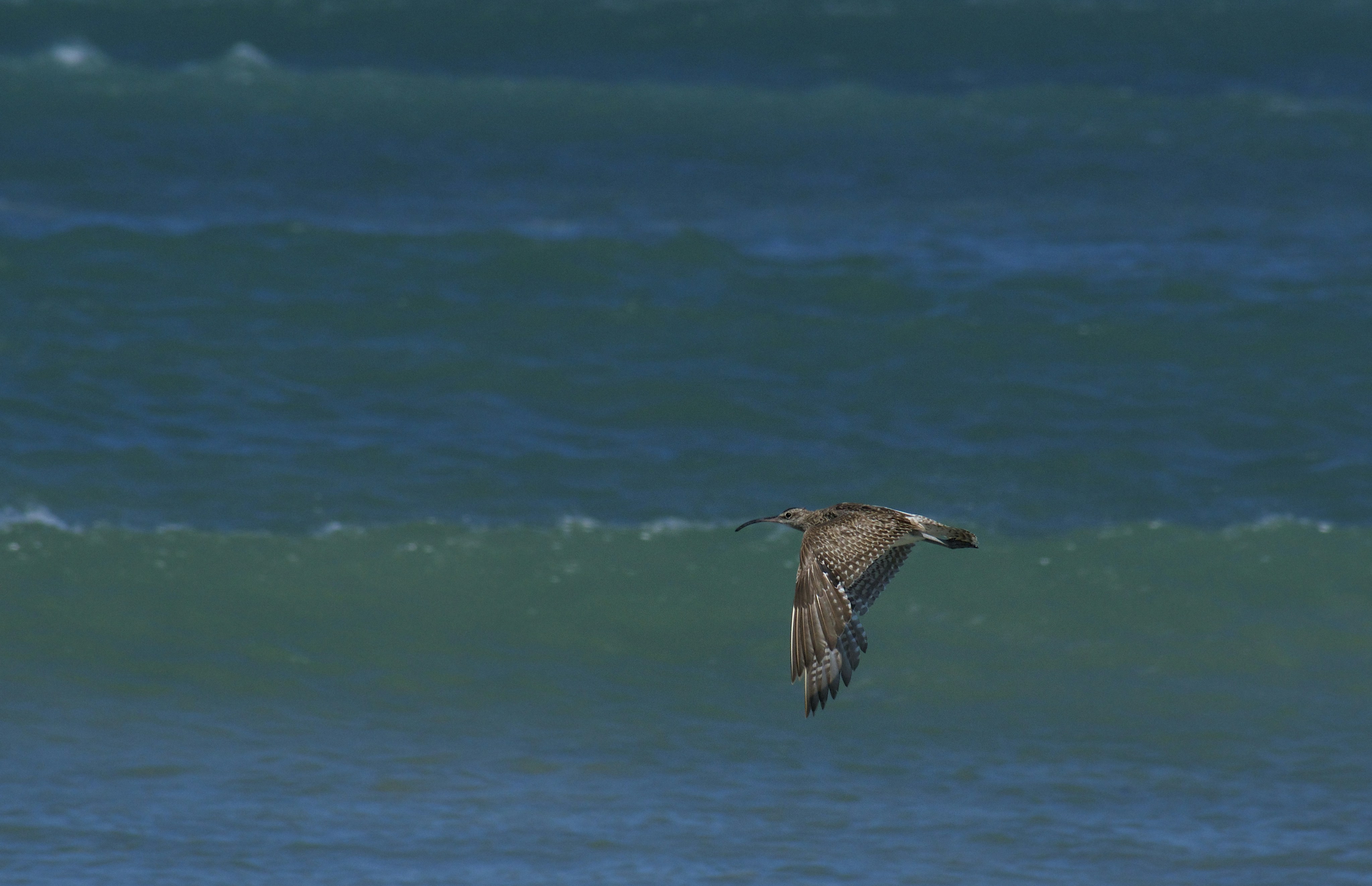 Sailing Wing: A Seabird Skims the Crest of a Lip of Breakers