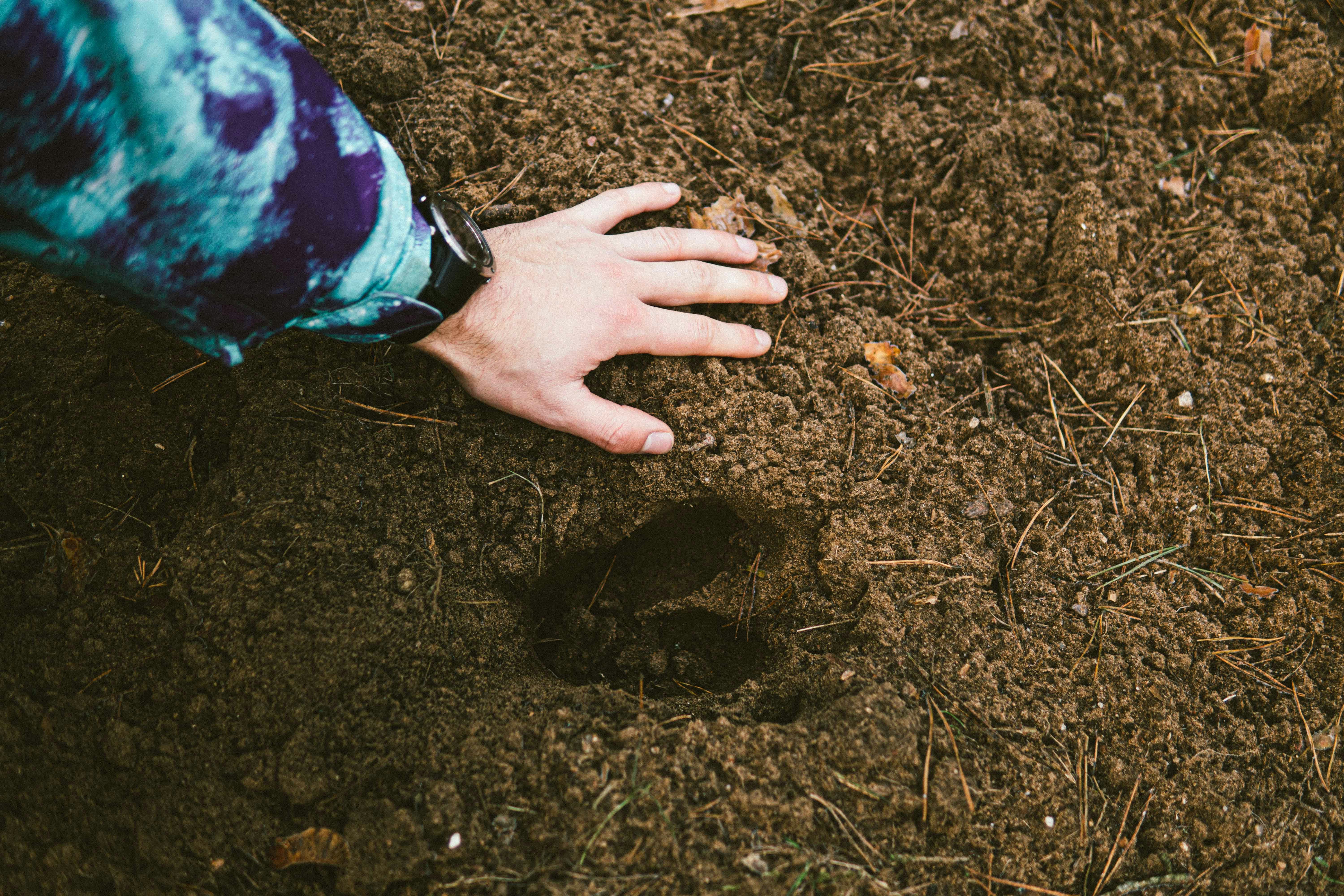 A hand gently touches the earth beside a deep animal track, revealing the connection between humans and wildlife in the forest.