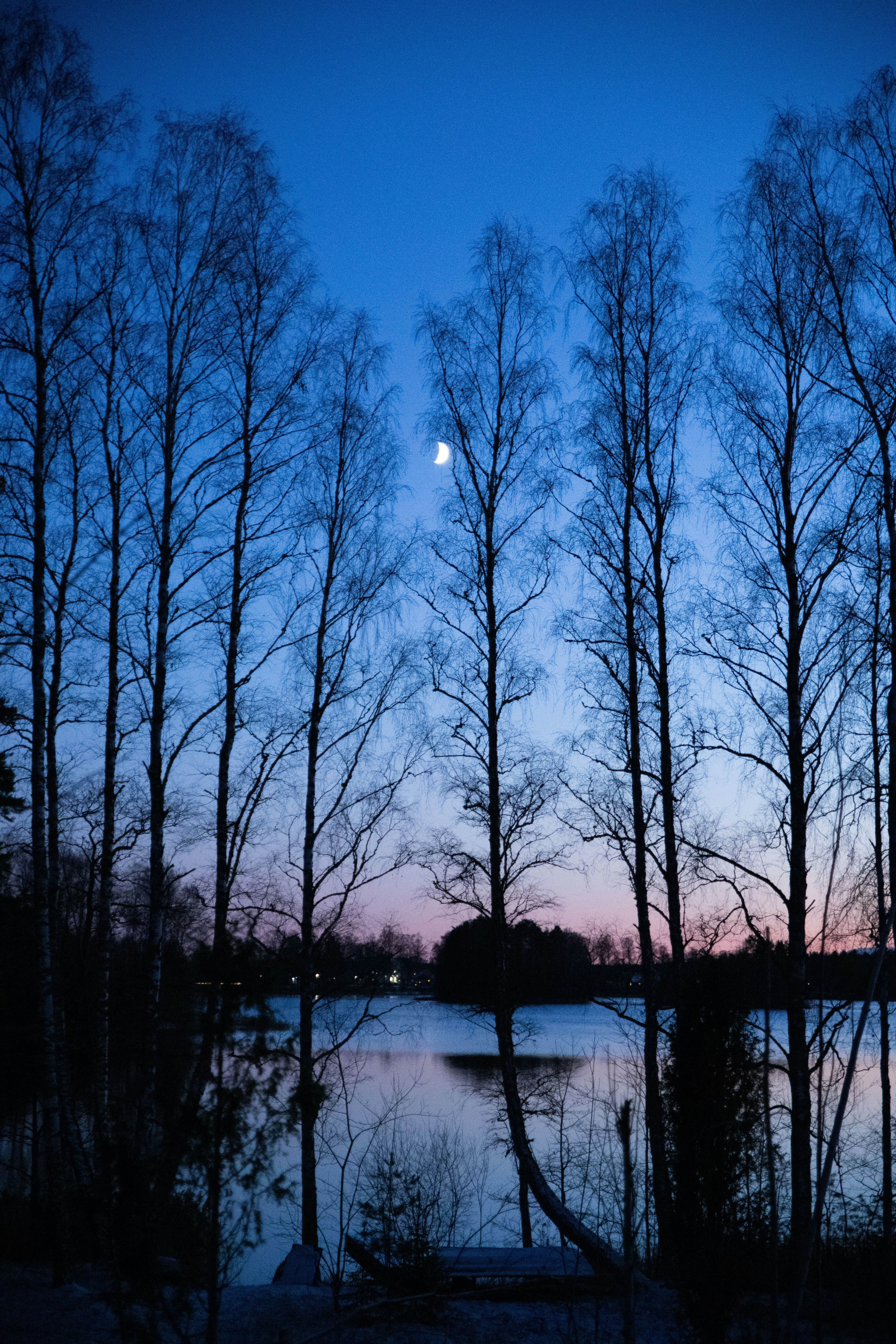 Crescent Between Birch Columns Over a Quiet Blue Hour Lake