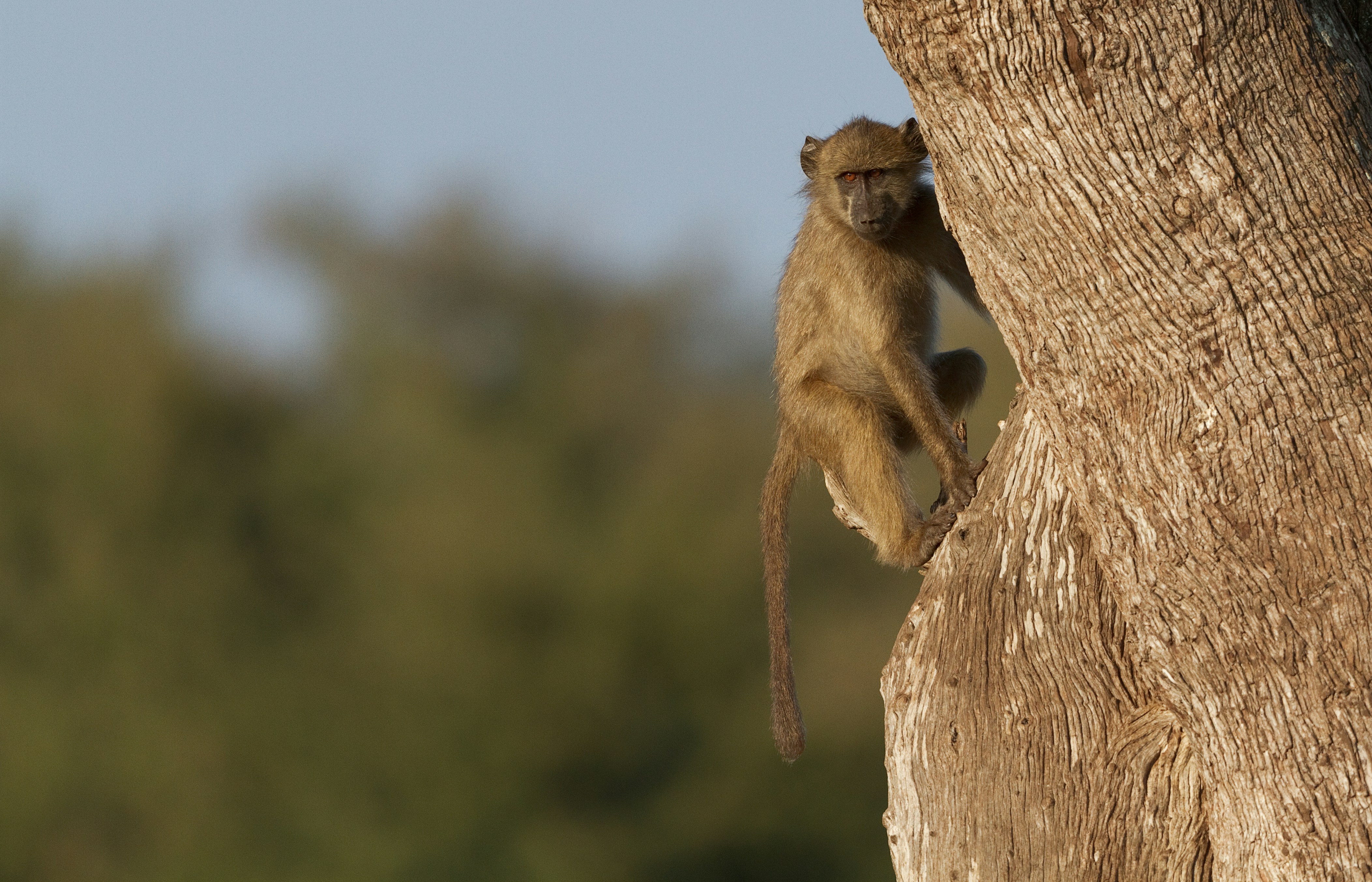 Macro photography of gray monkey on branch photo – Free Animal Image on Unsplash