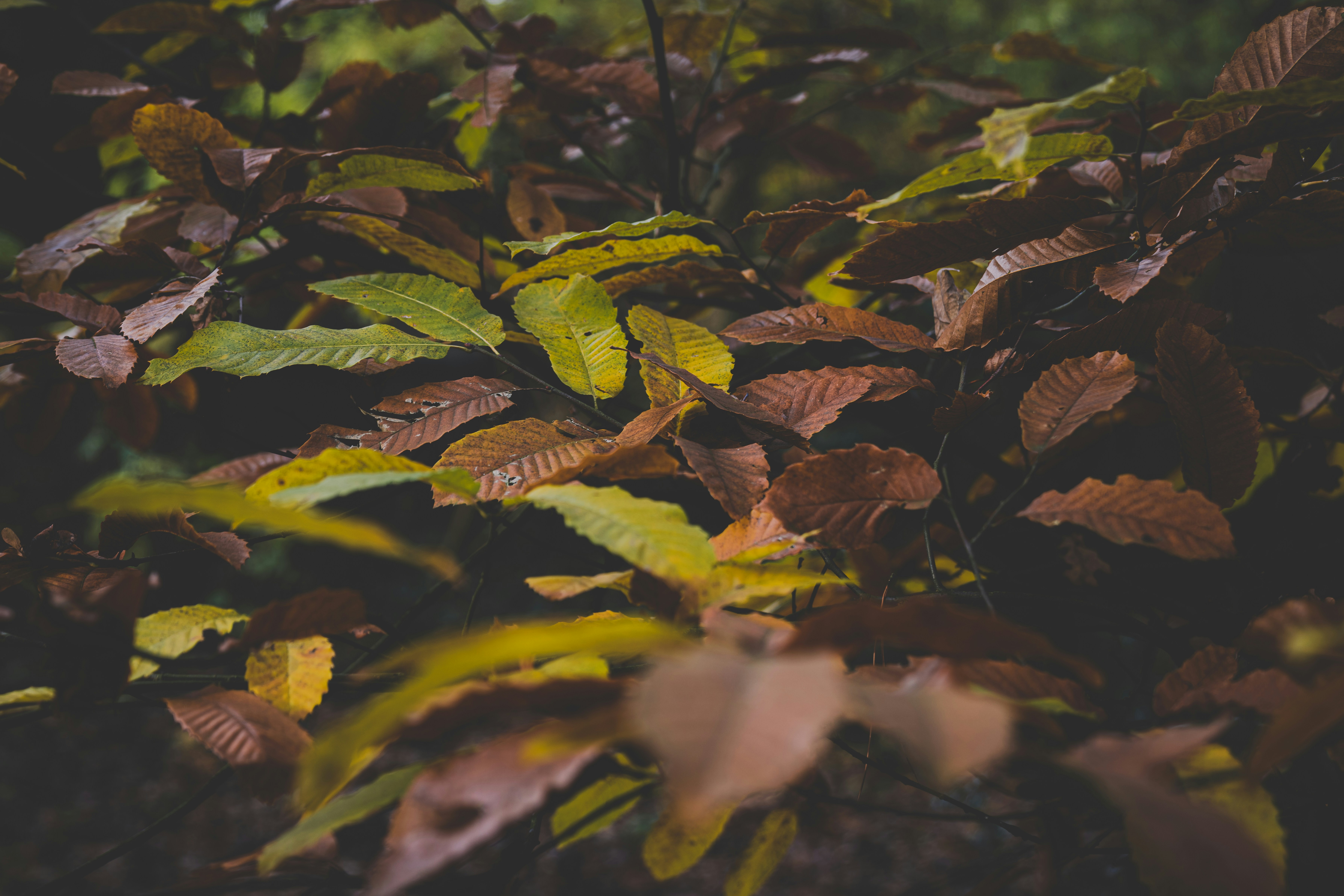 Decomposition Pictures | Download Free Images on Unsplash