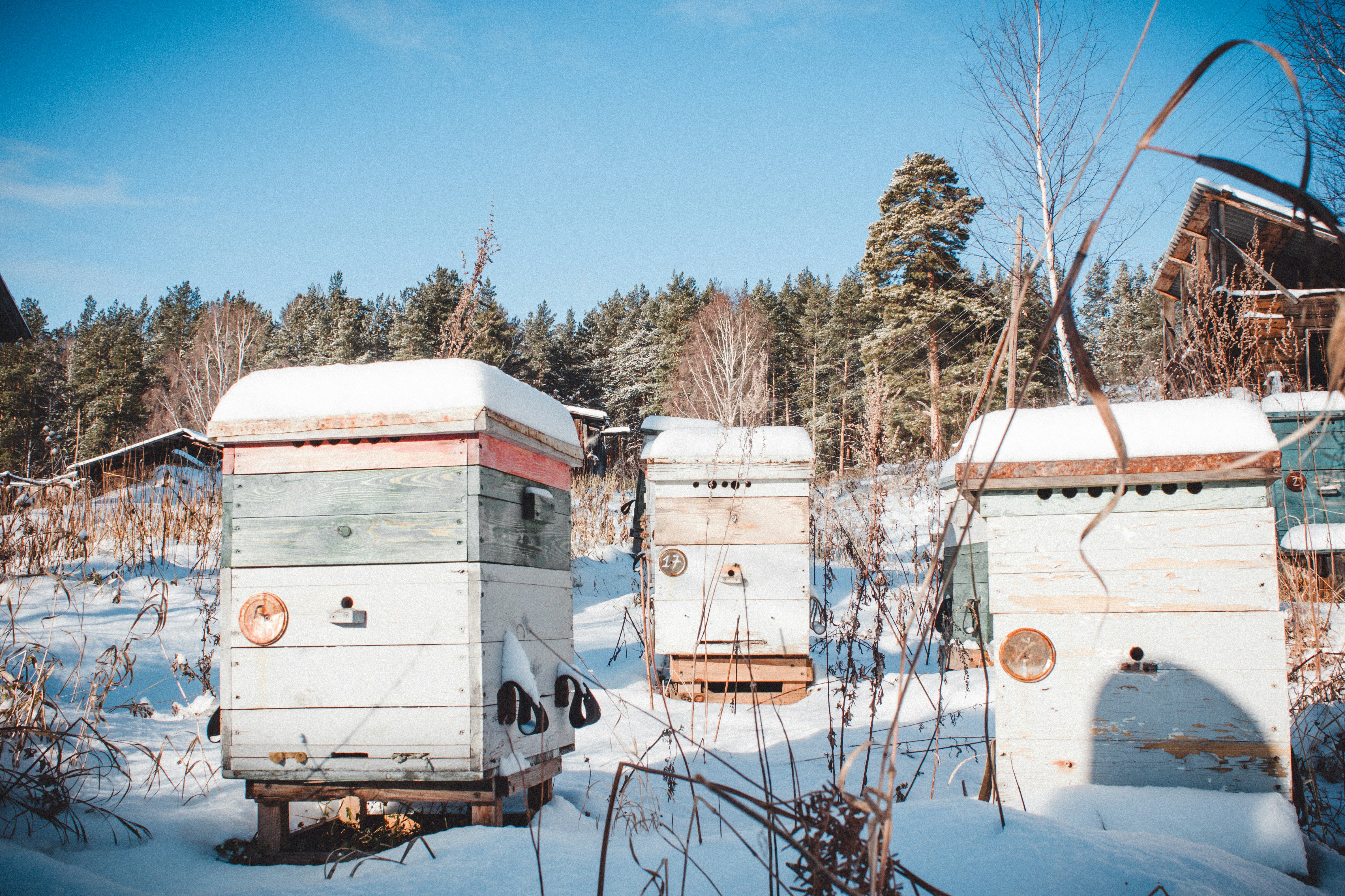 Snowbound Apiary: White Beehives Dominate a Quiet Winter Yard