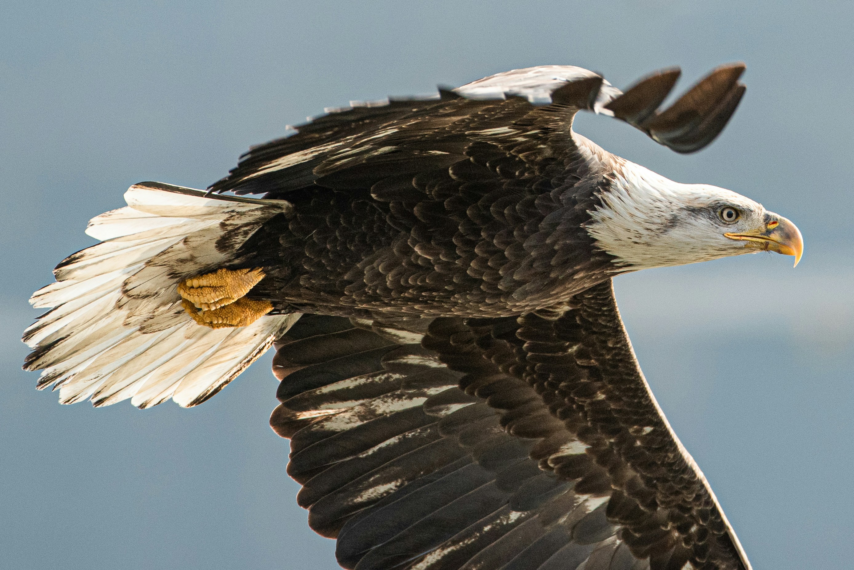 Black and white bald eagle photo – Free Bird Image on Unsplash