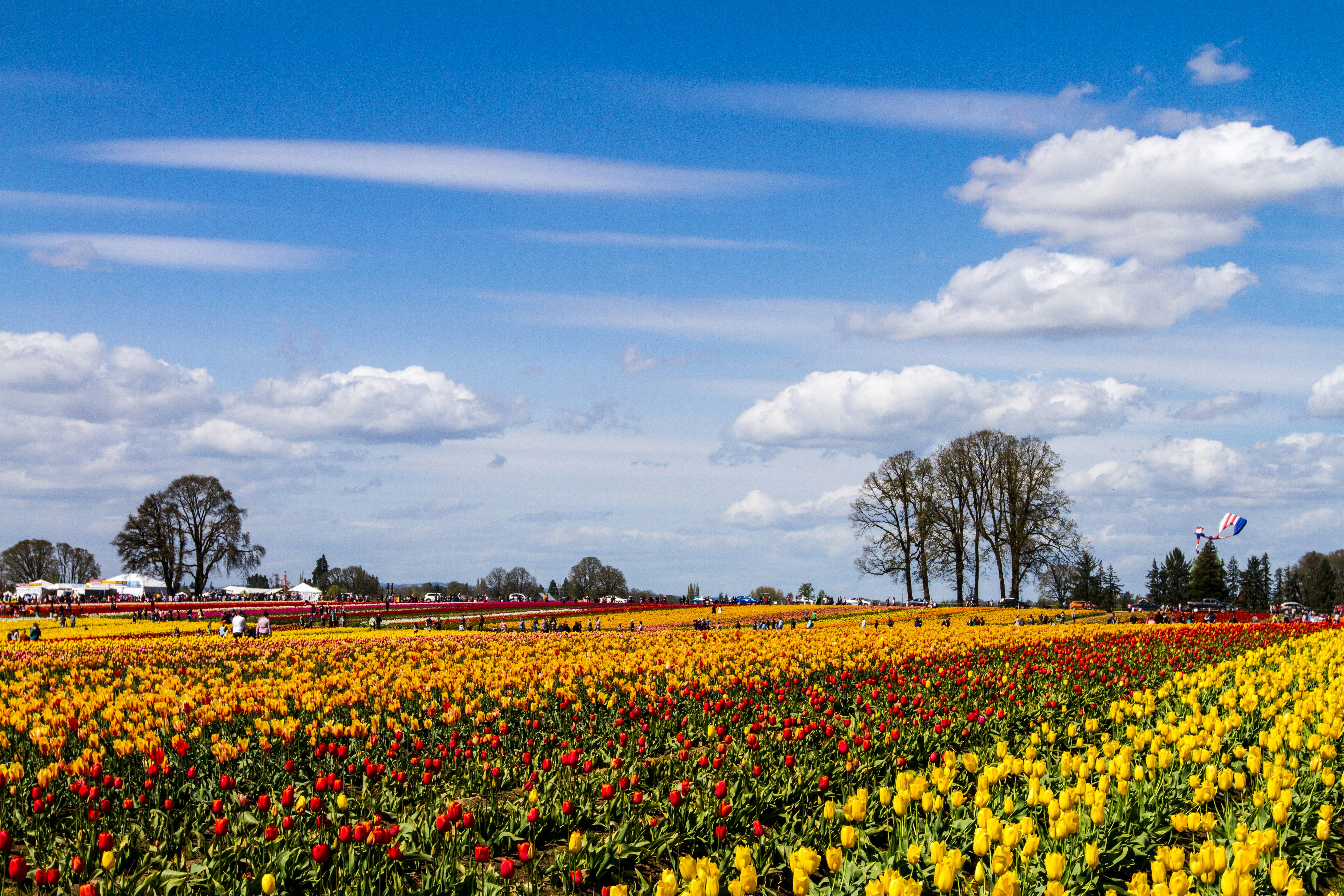 Vibrant fields of tulips in red, yellow, and orange stretch across the landscape, framed by a bright blue sky dotted with fluffy clouds.