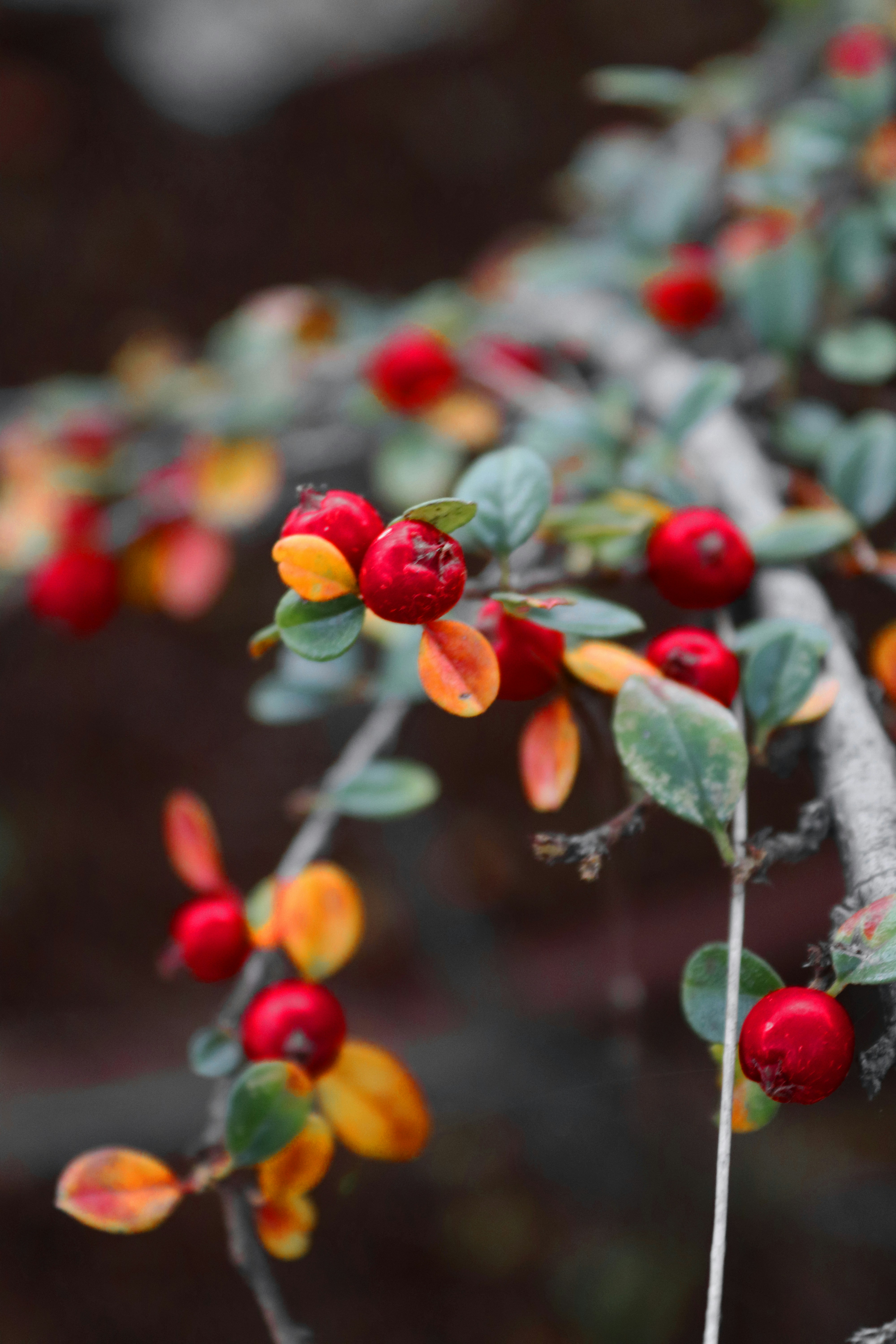 Close-up of bright red berries nestled among green and orange leaves, showcasing the intricate details of nature's colors and textures.