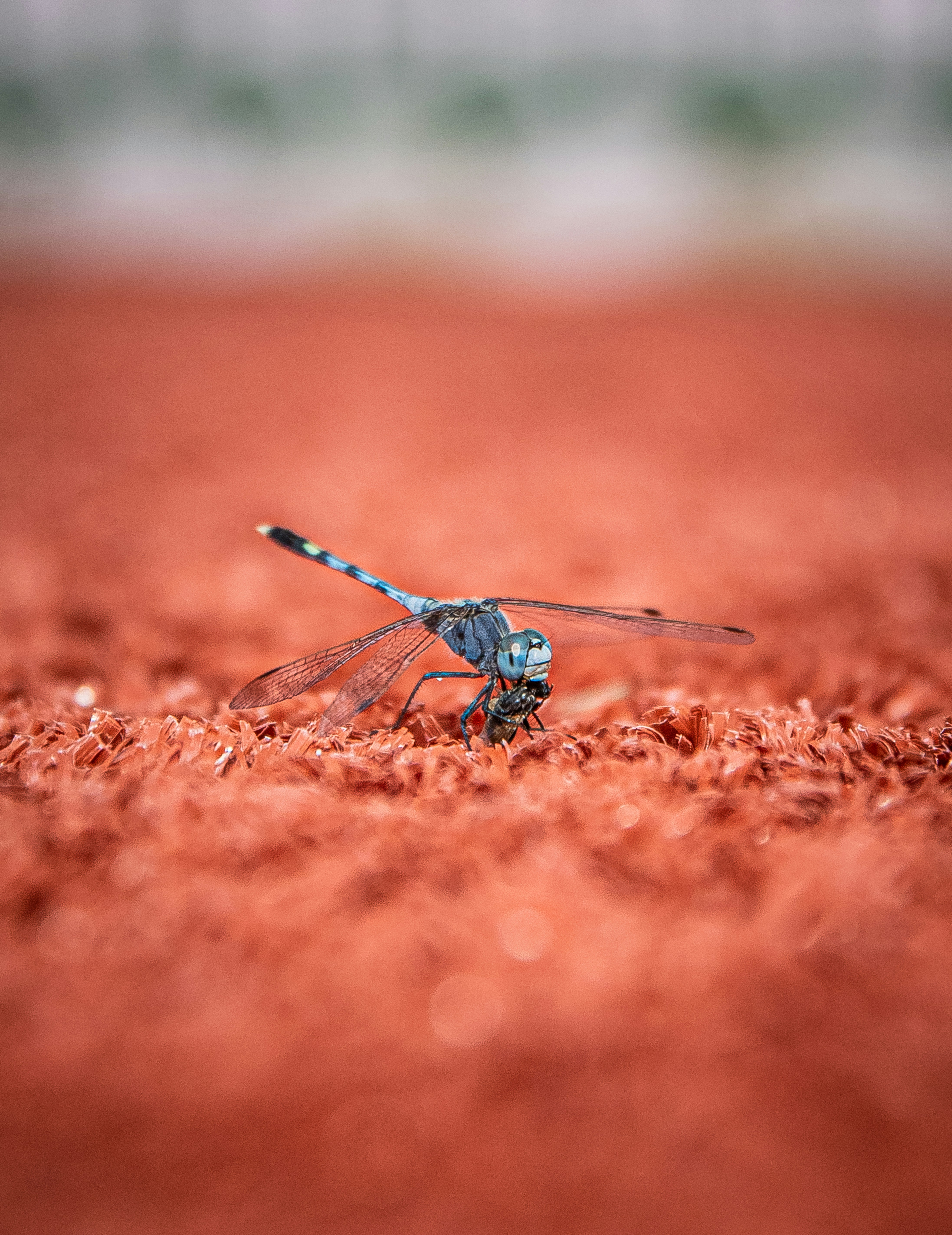 Blue Dragonfly on Terracotta Ground: A Close-Up of Color and Texture