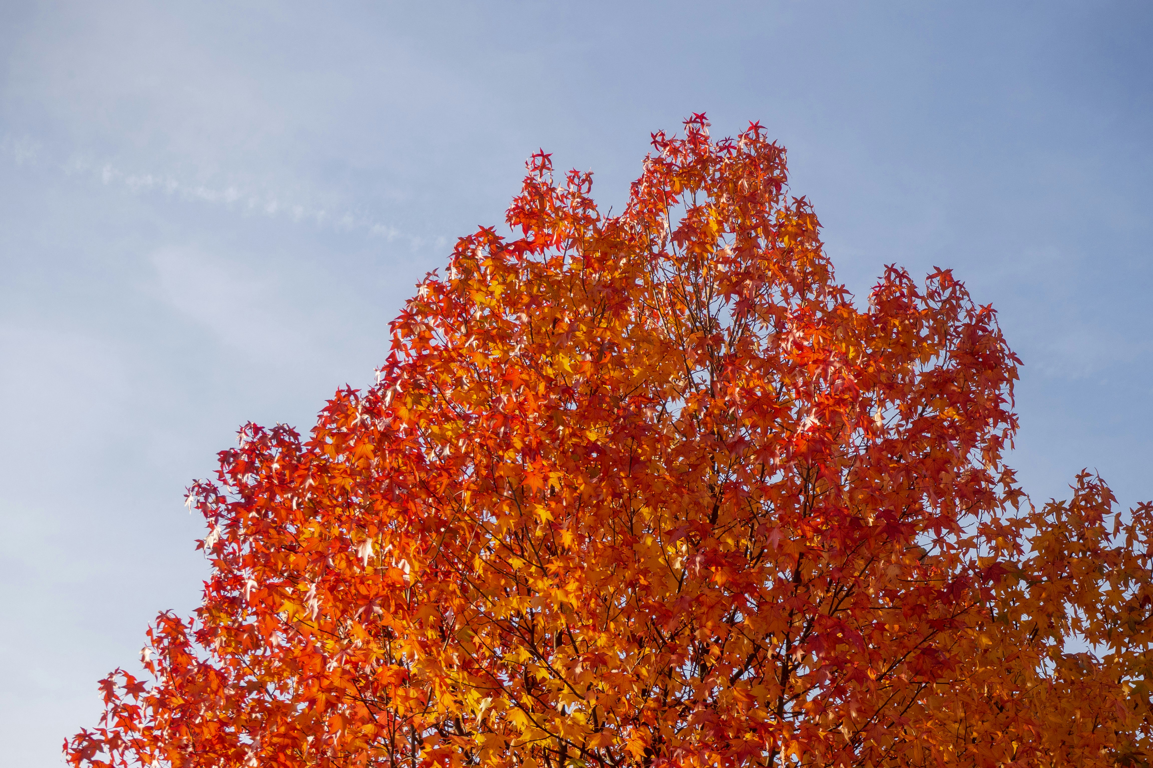 orange leaf tree during day photo – Free Tree Image on Unsplash