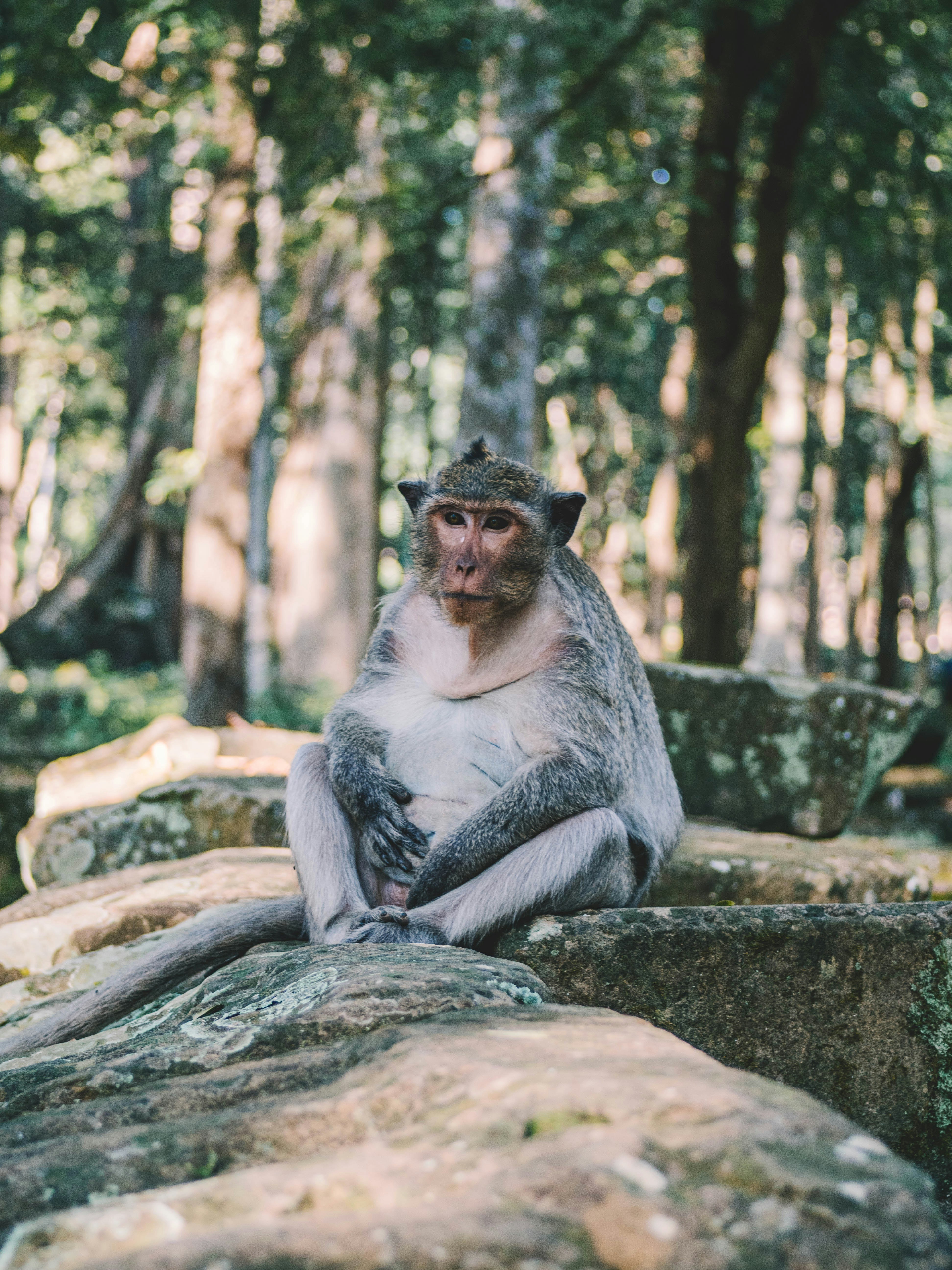 A macaque sits calmly on a rock surrounded by lush greenery, embodying the tranquility of its natural habitat.