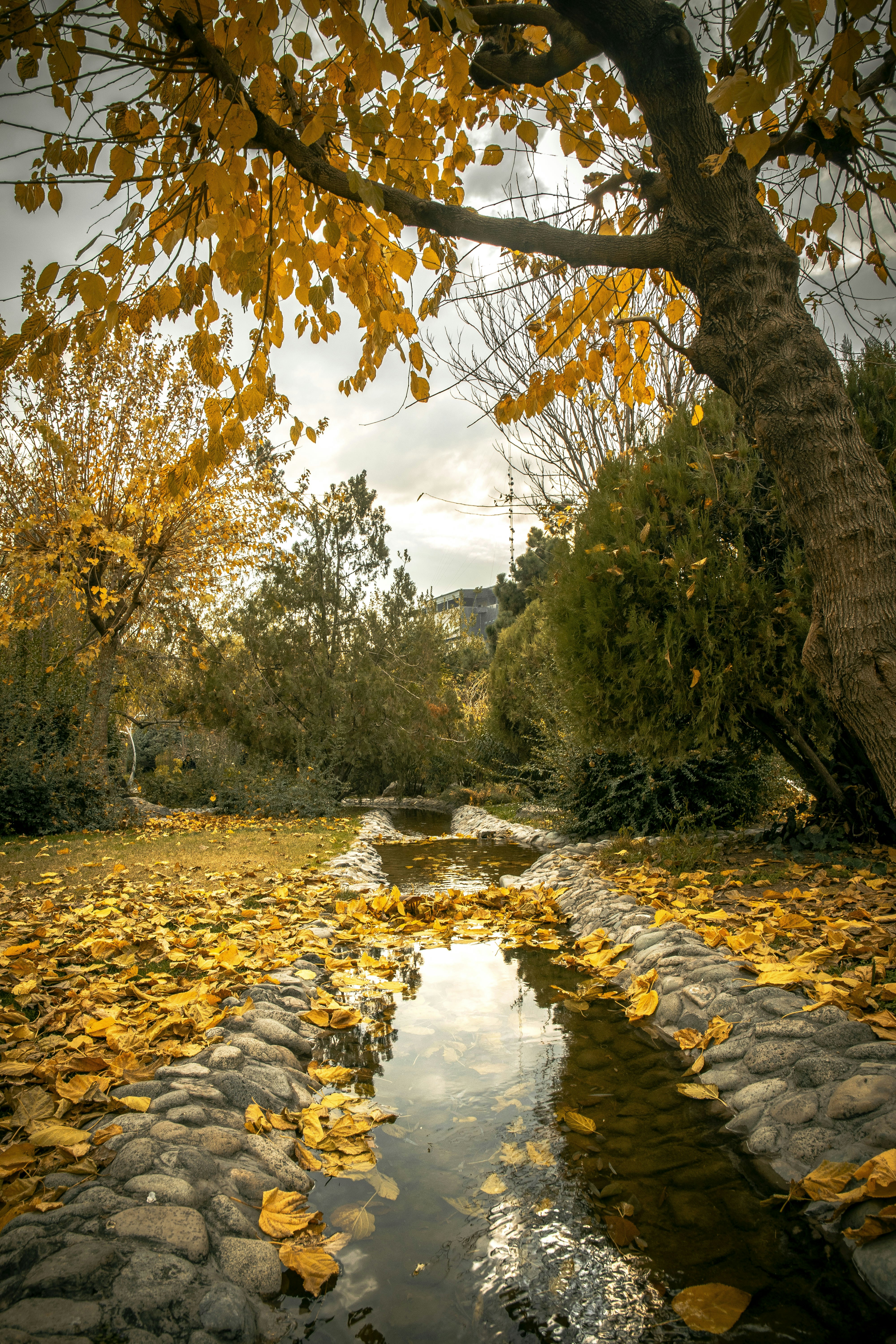 A serene stream lined with smooth stones, surrounded by vibrant autumn leaves and lush greenery. The tranquil water reflects the golden foliage above.