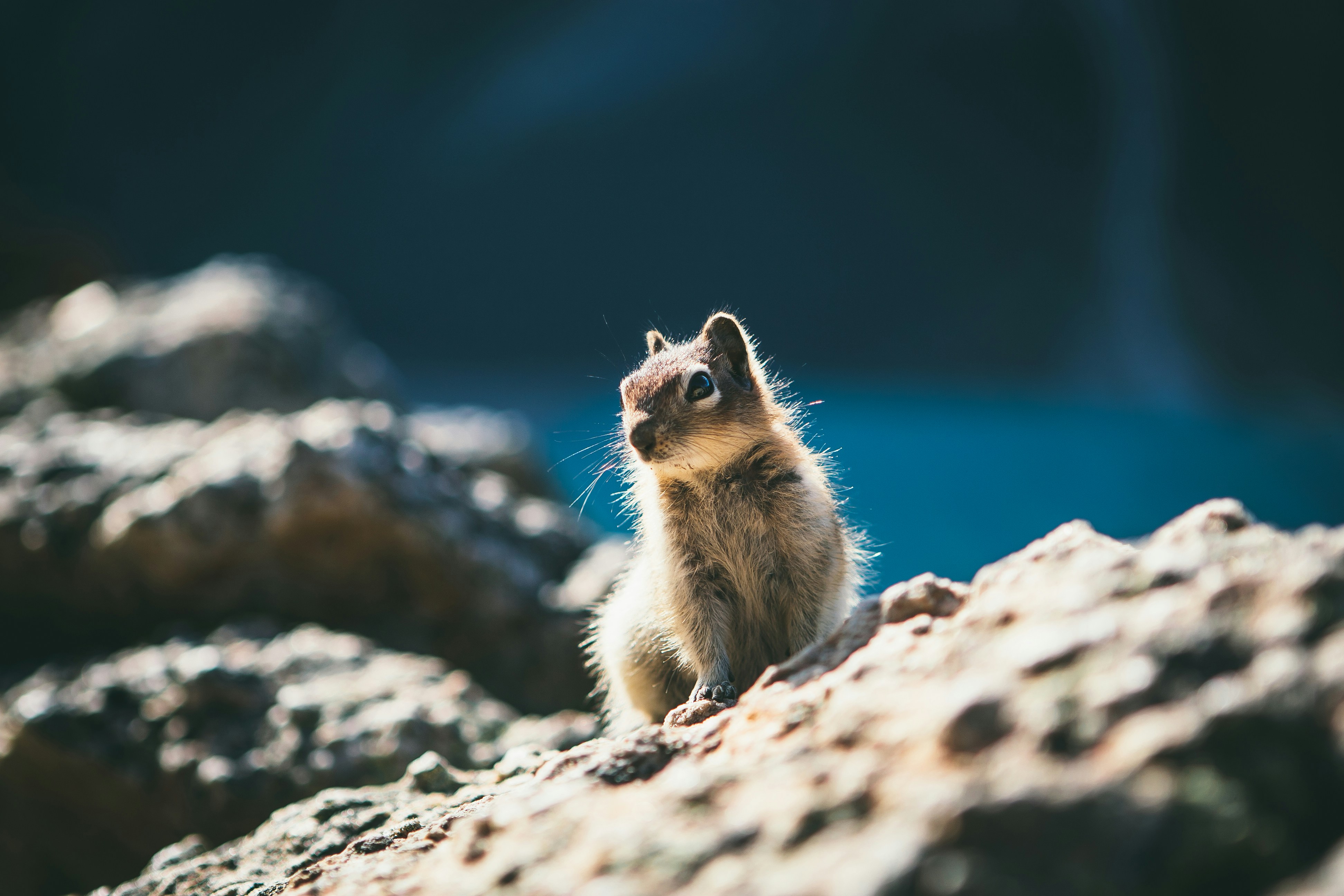 Squirrel sitting on stone photo – Free Photo Image on Unsplash