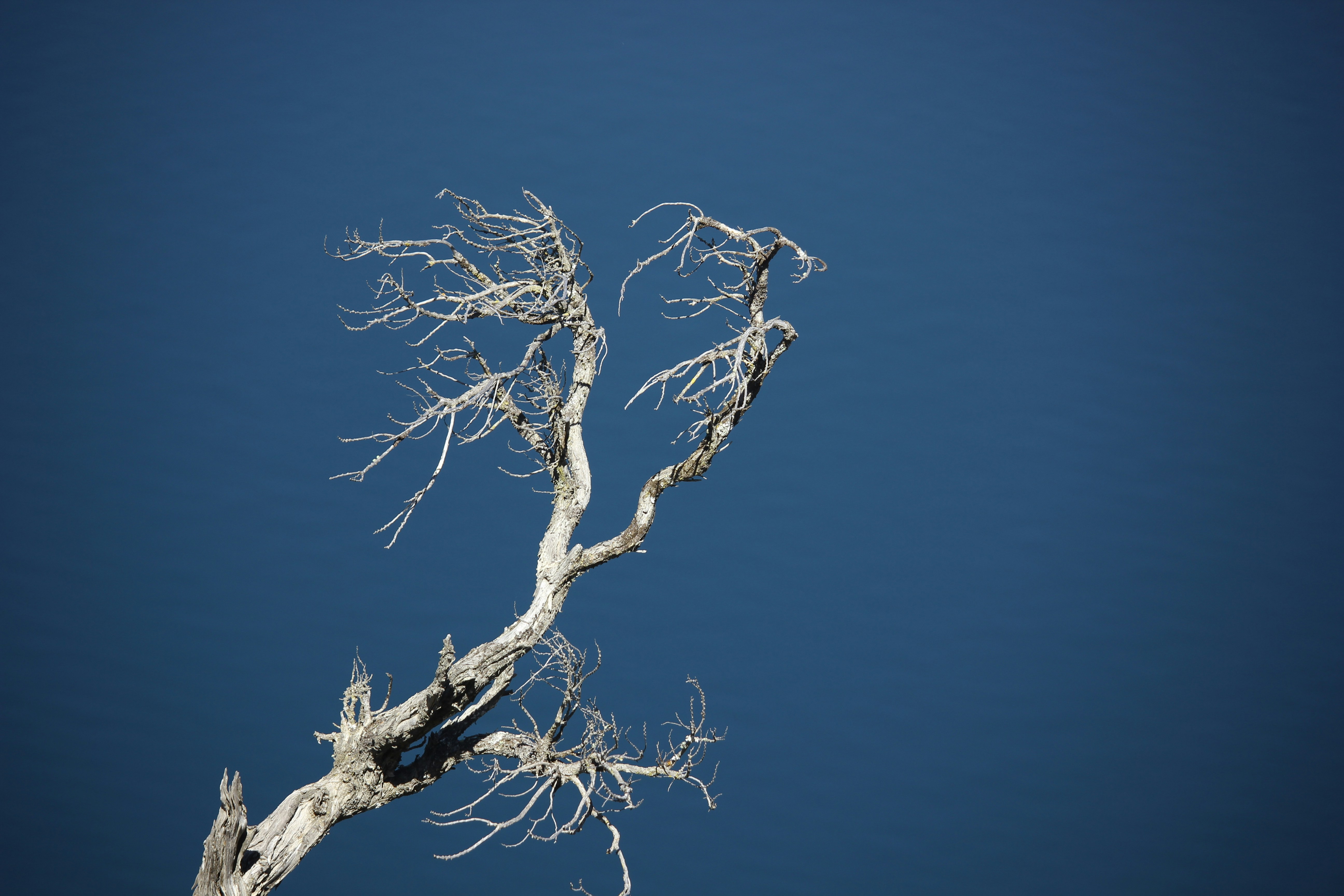 Gnarled, leafless tree branch set against a deep blue sky.