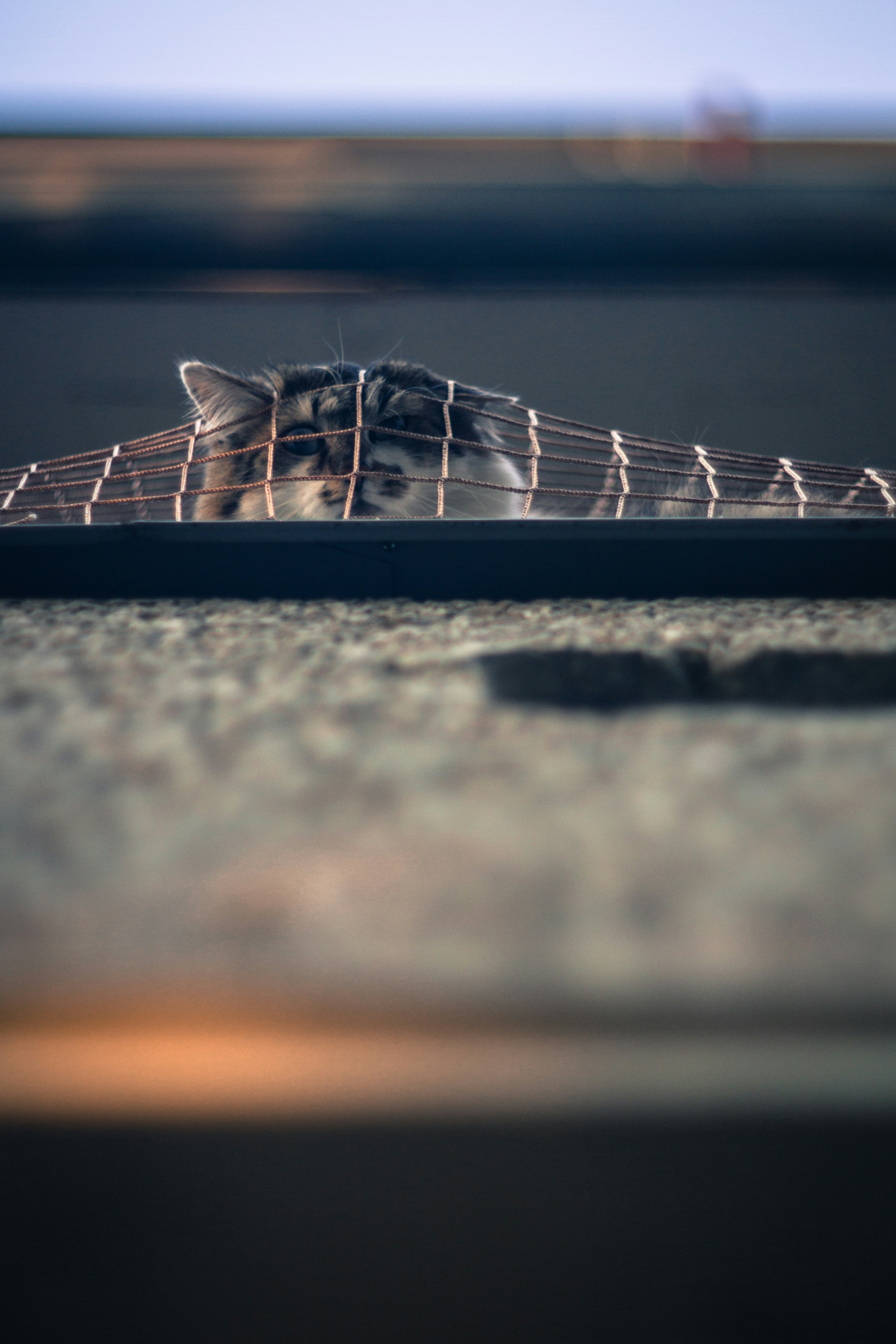 Cat behind the fence: a sleepy gaze over the wires