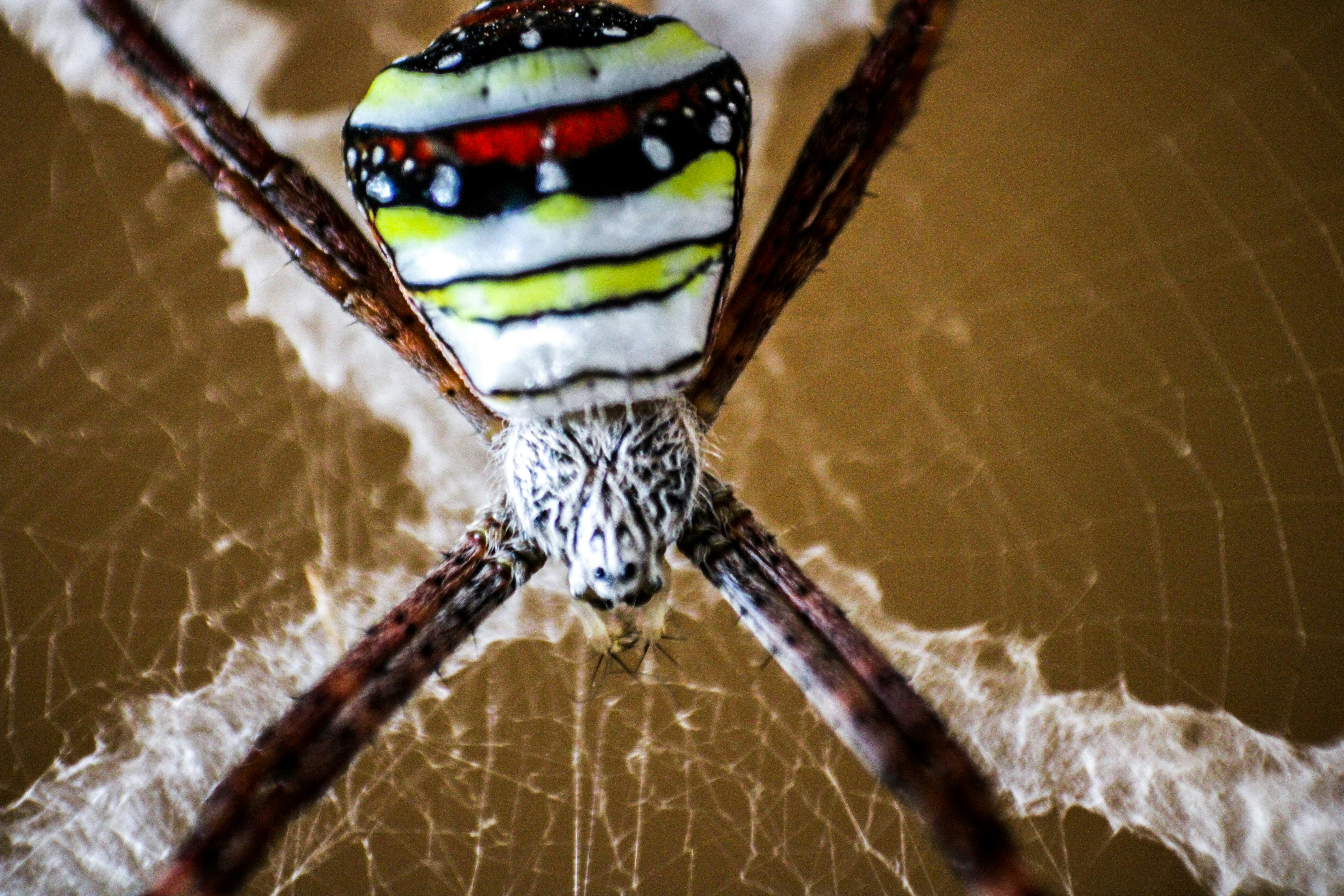 Close-up photograph of a colorful orb-weaver spider centered on its web, its striped abdomen contrasting with the silk. The image highlights the arachnid's intricate pattern and the delicate web threads.