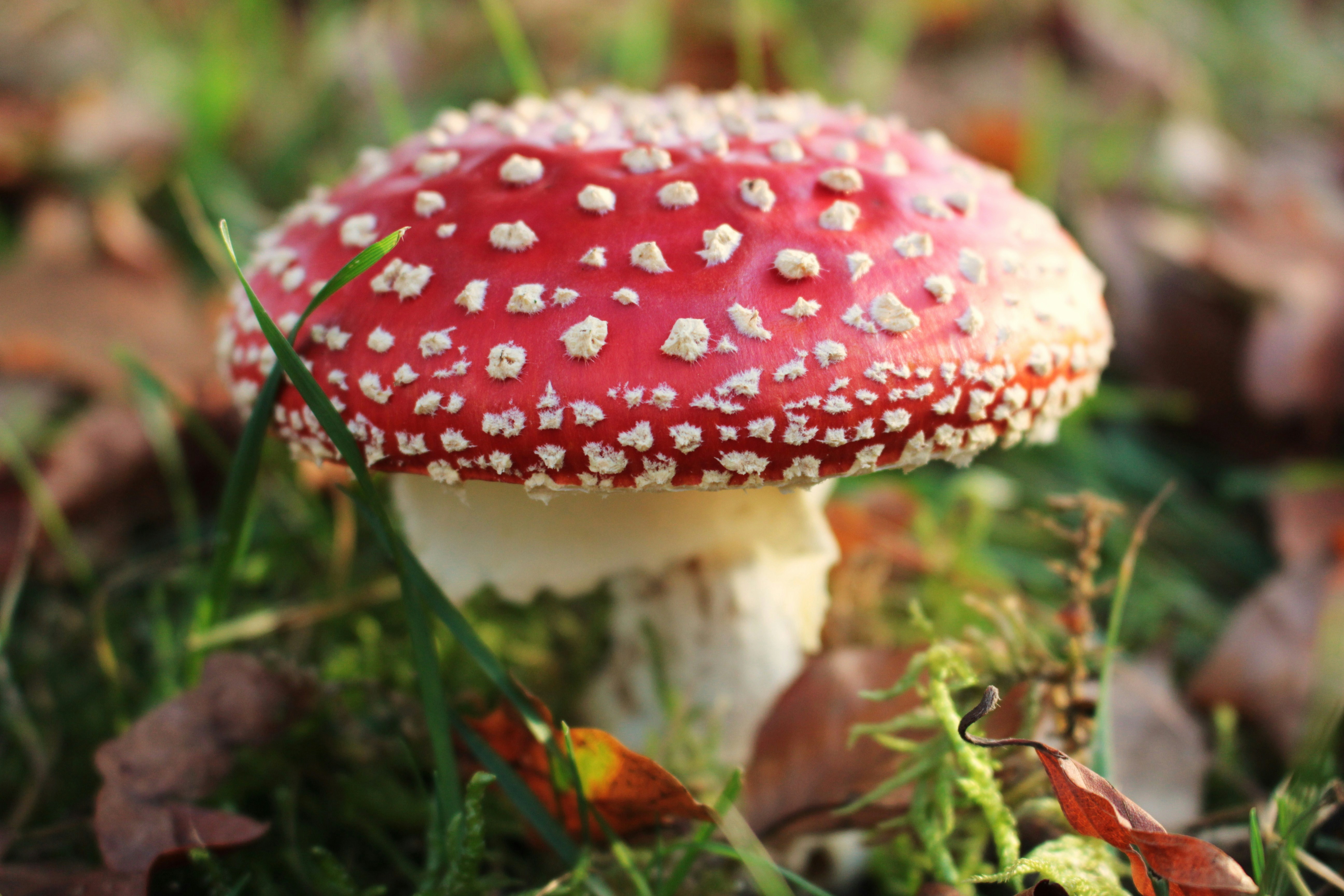Gros plan d’un champignon dans l’herbe photo – Photo Pays-Bas Gratuite ...