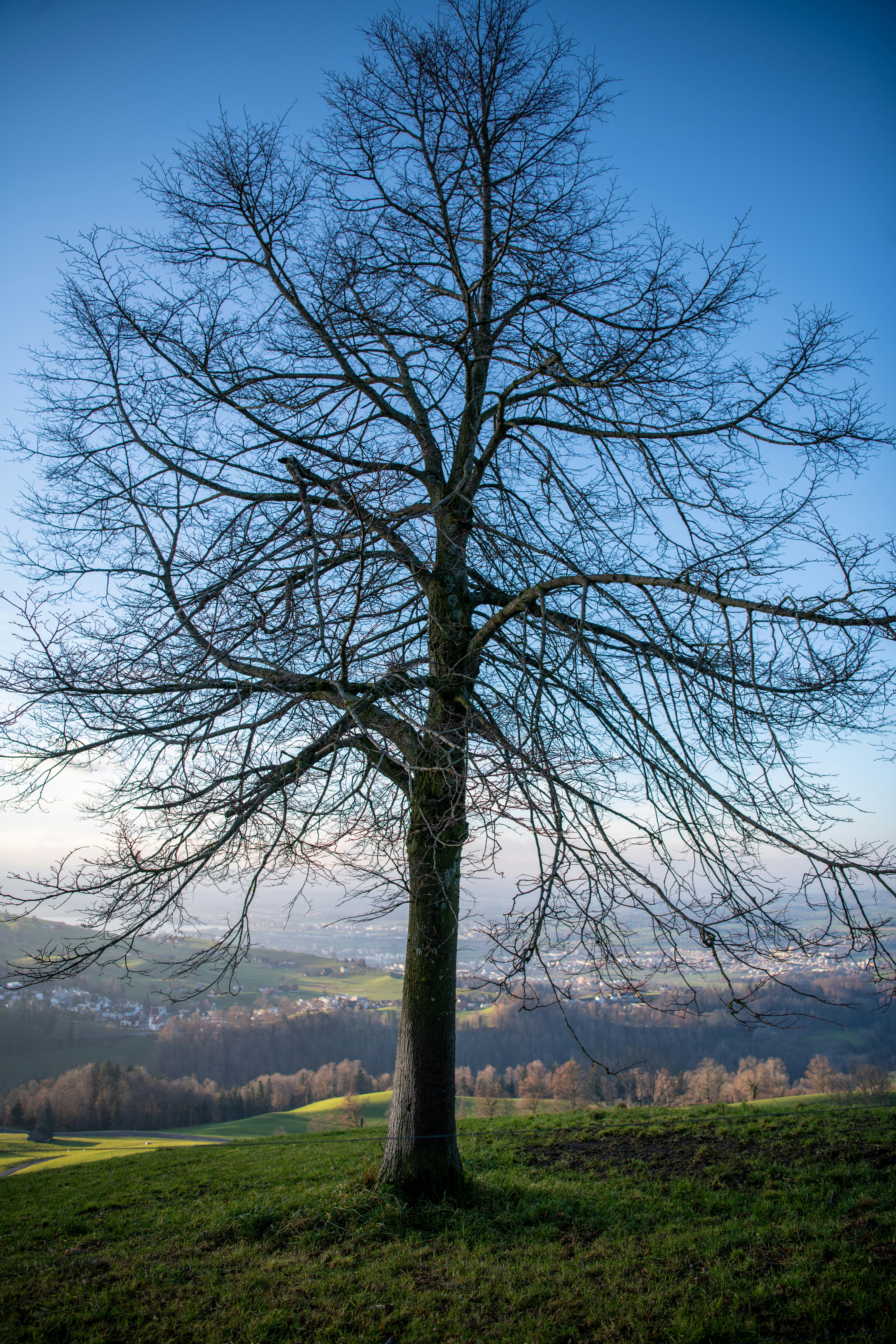 Bare Tree Crown Reaching into a Clear Sky Over Rolling Fields