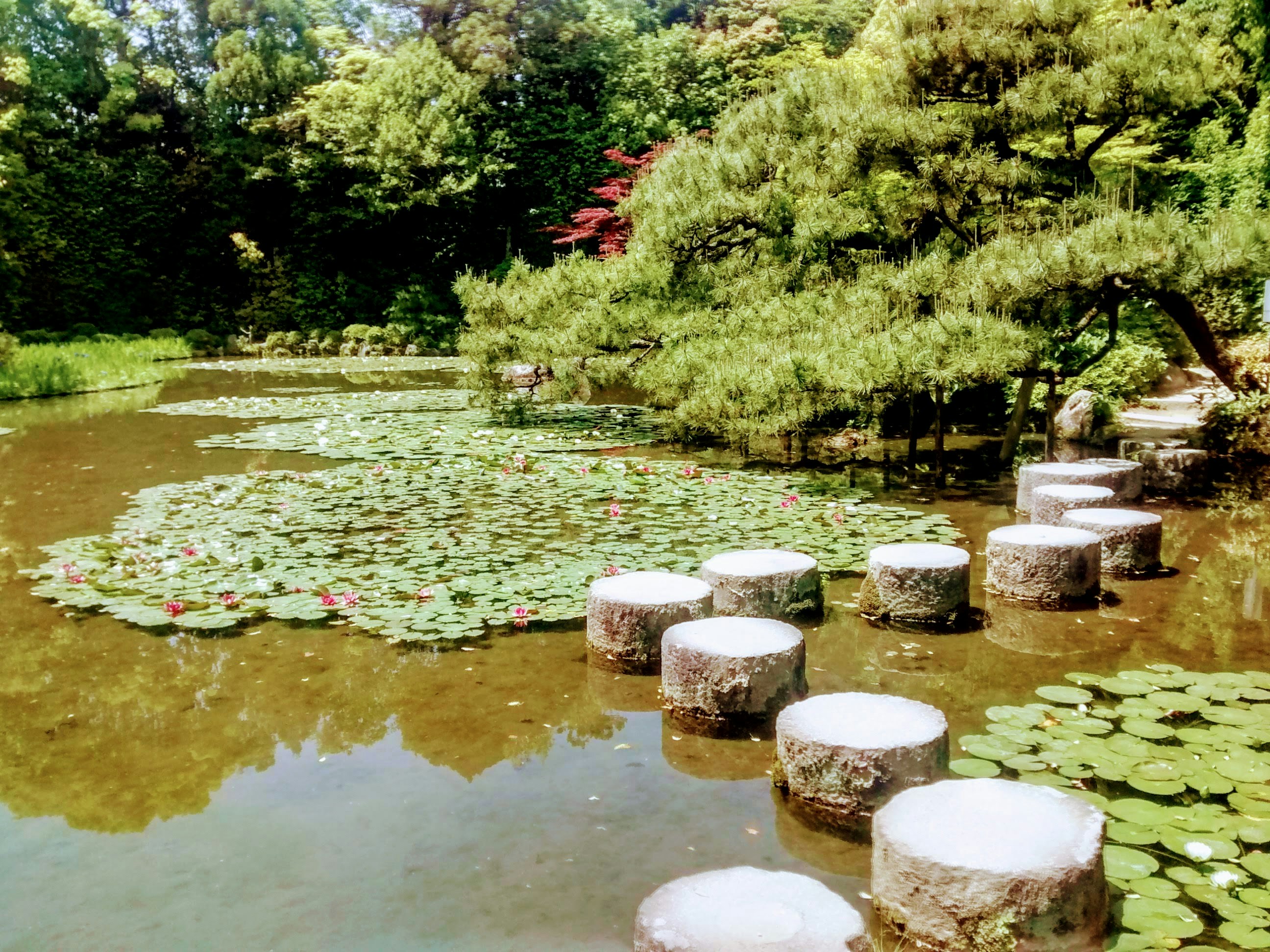 Lily pads float beneath stepping stones leading through a tranquil pond surrounded by lush greenery.