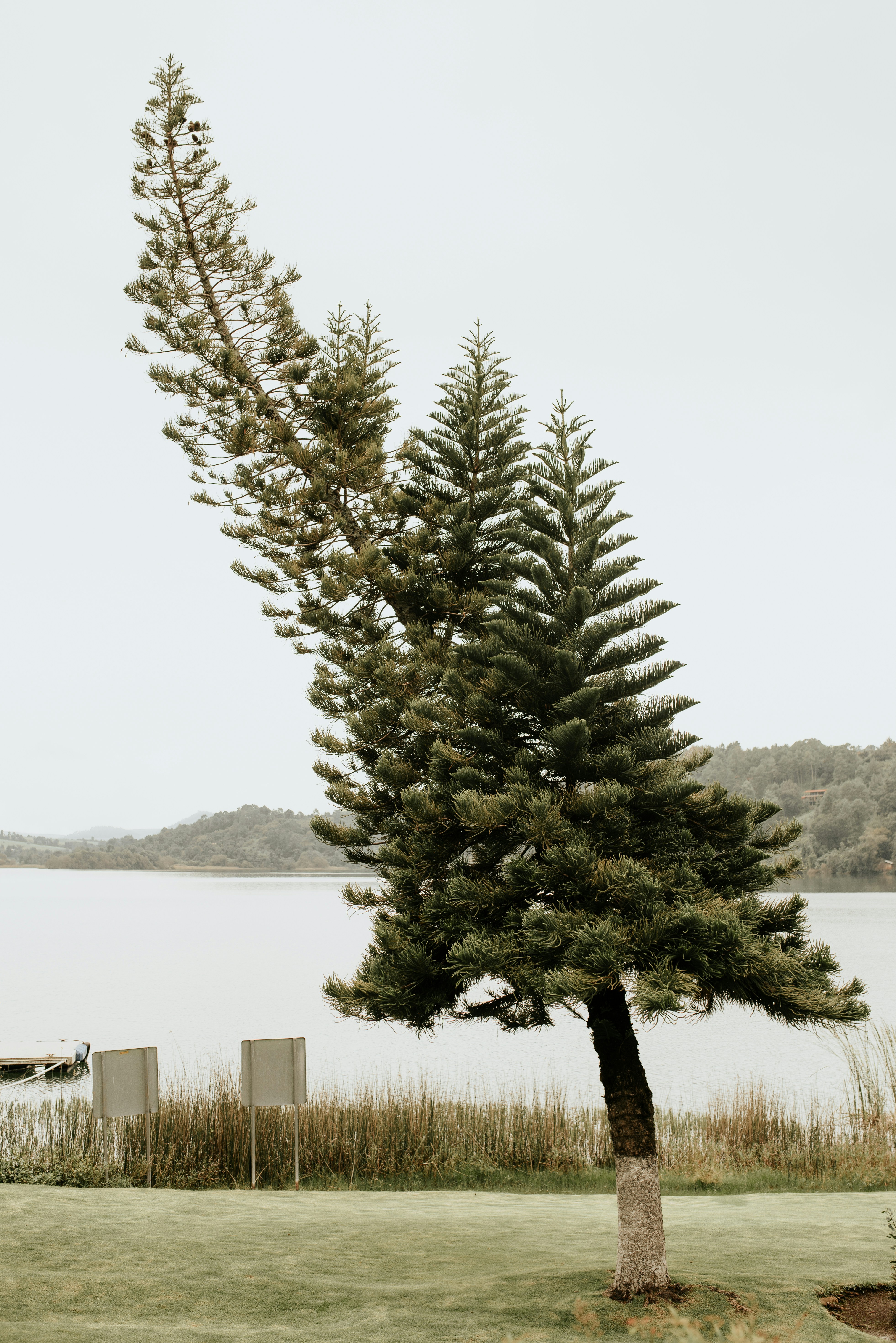 A Lone Pine by the Quiet Lake