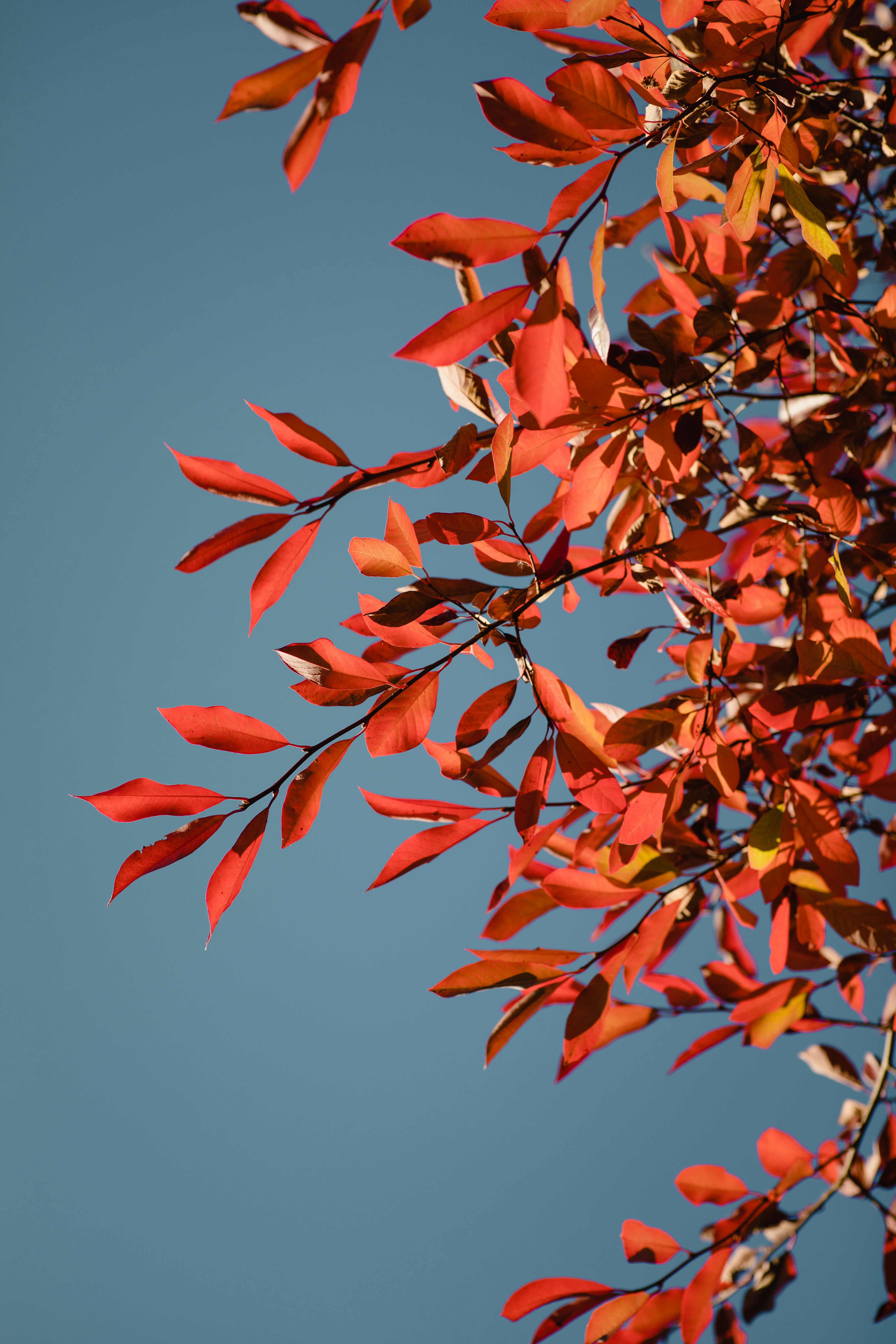 red leafed tree