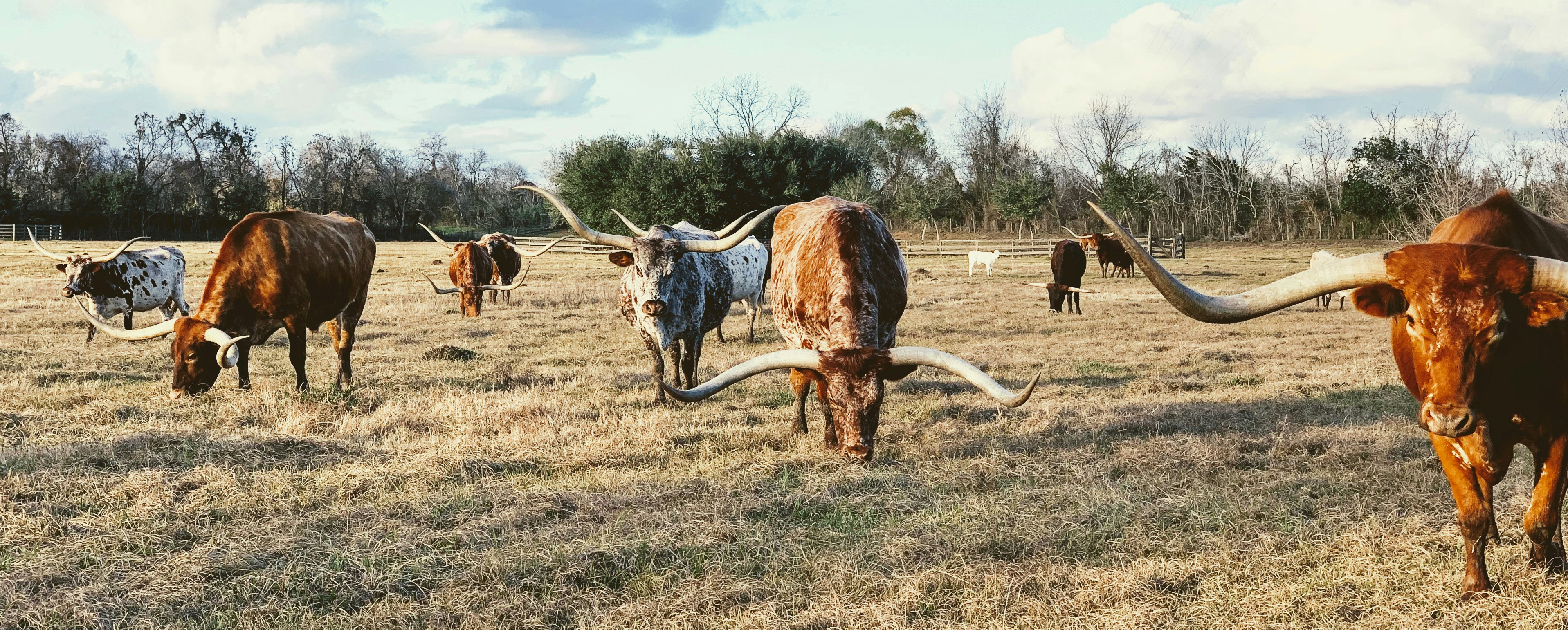 A herd of Longhorn cattle grazing peacefully in a sunlit pasture, showcasing their impressive horns and varied coats.