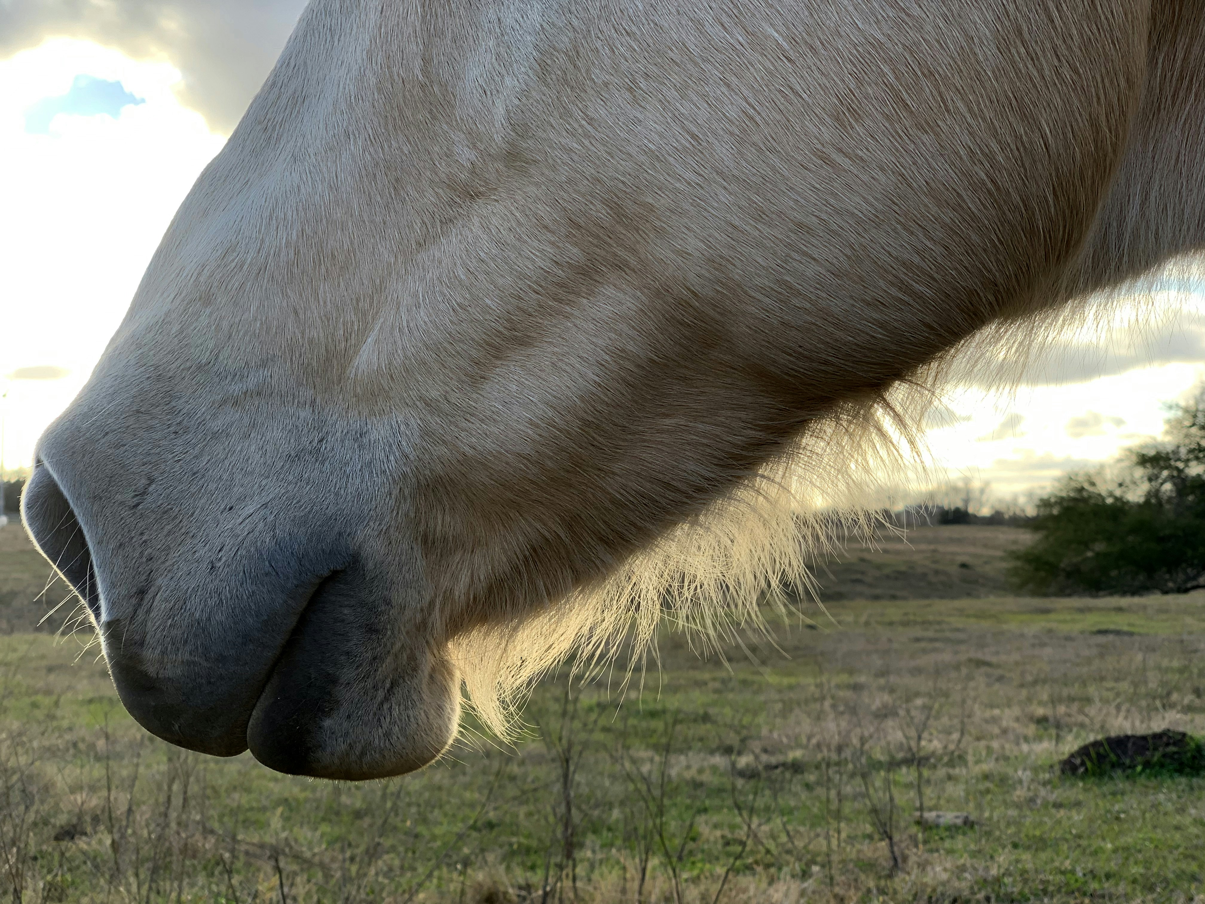 Close-up photograph of a white horse's muzzle against a grassy field at dusk.