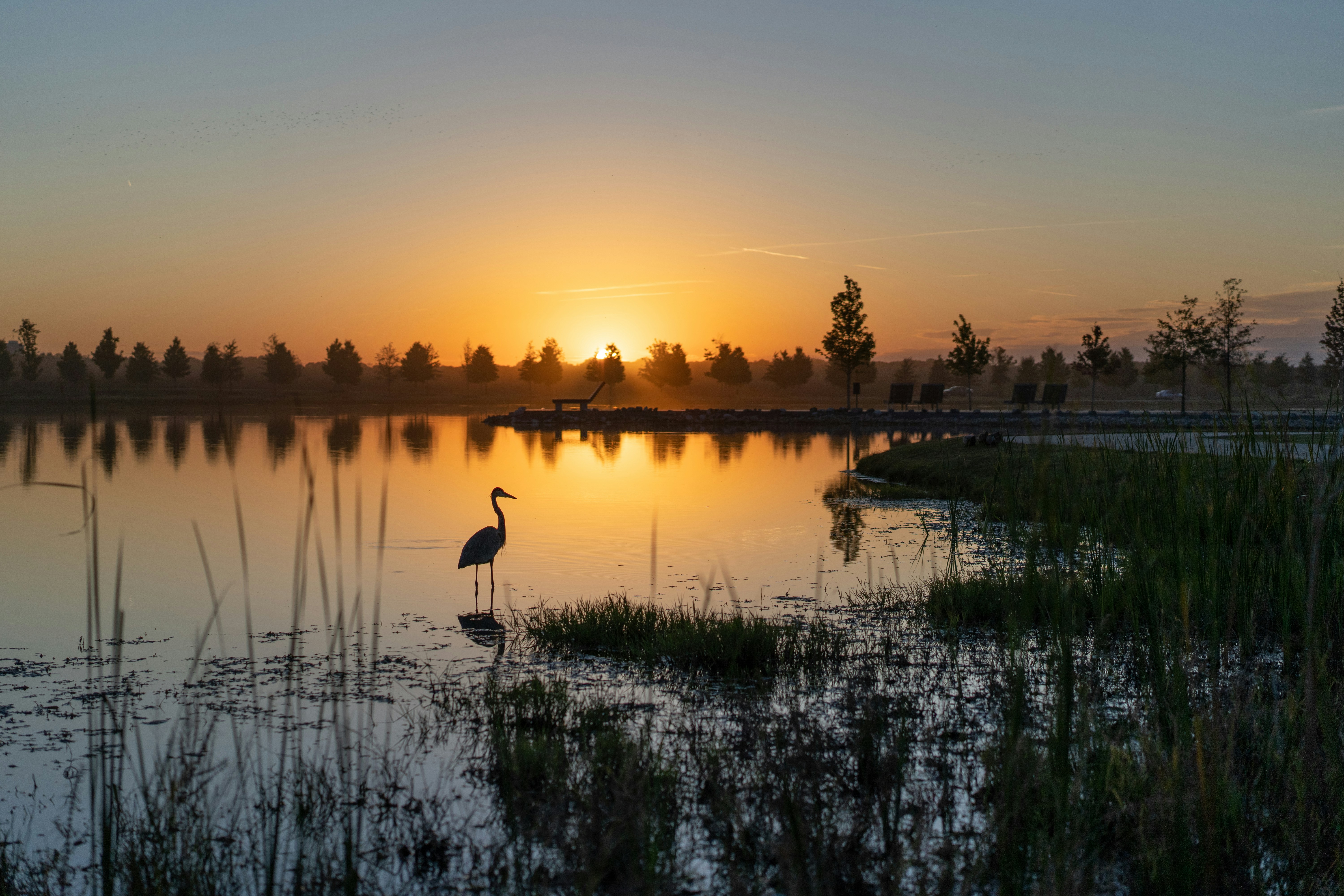 Dawn Sentinel: A Heron in Glassy Marsh at Sunrise