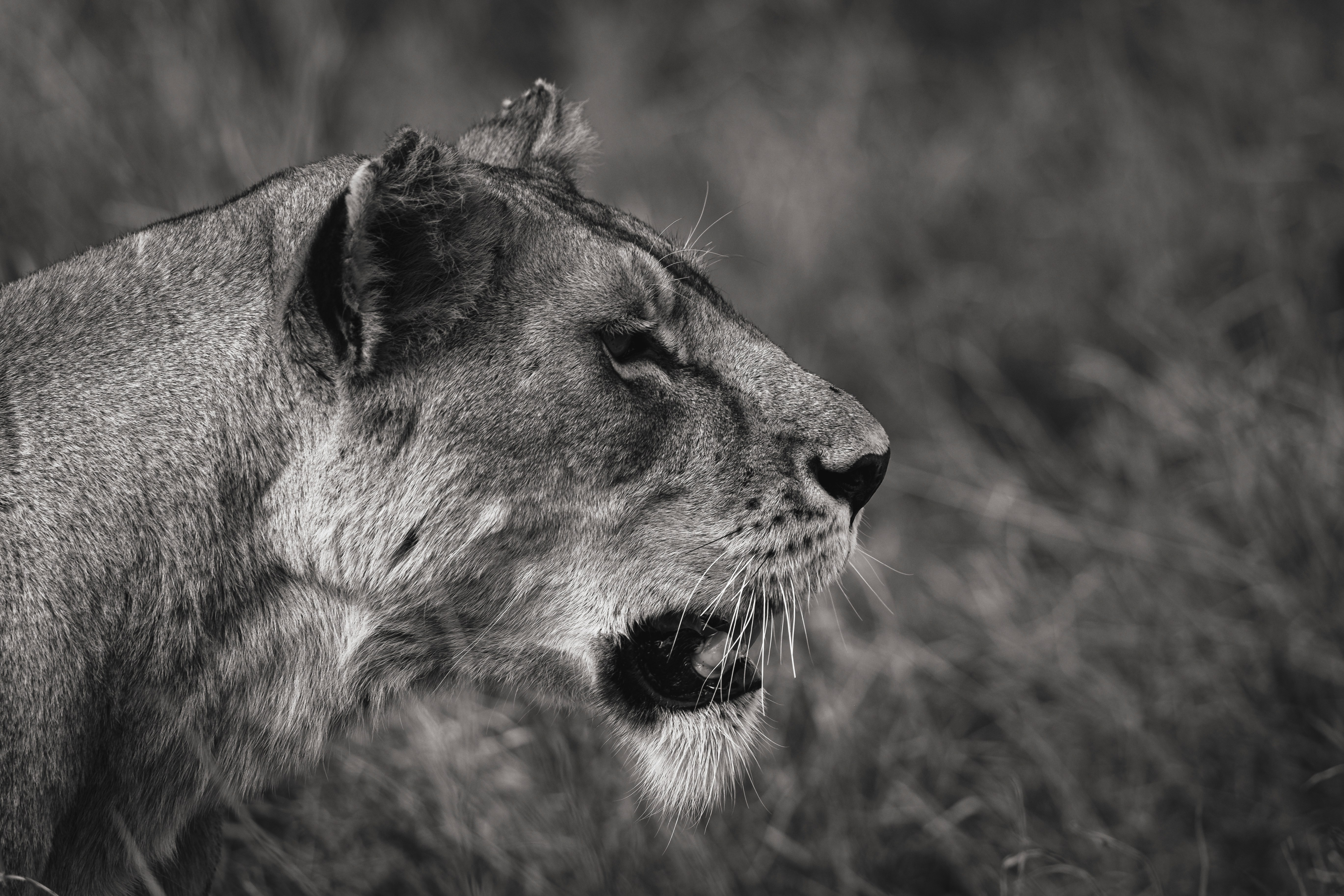 Grayscale photography of lioness with open mouth photo – Free Grey ...