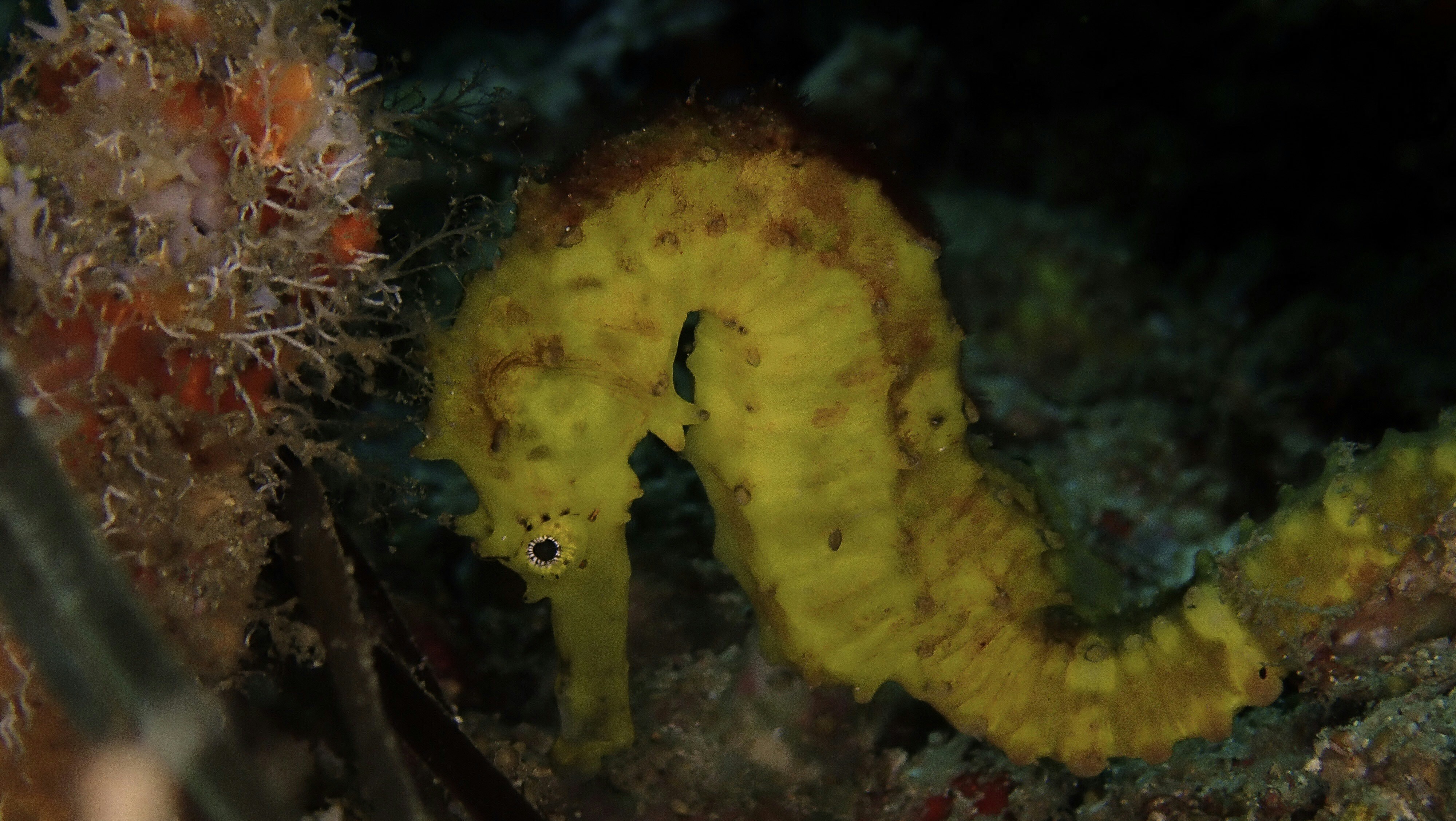 A vibrant yellow seahorse gracefully navigating through a coral reef, showcasing its unique shape and texture. The underwater environment adds depth and intrigue.