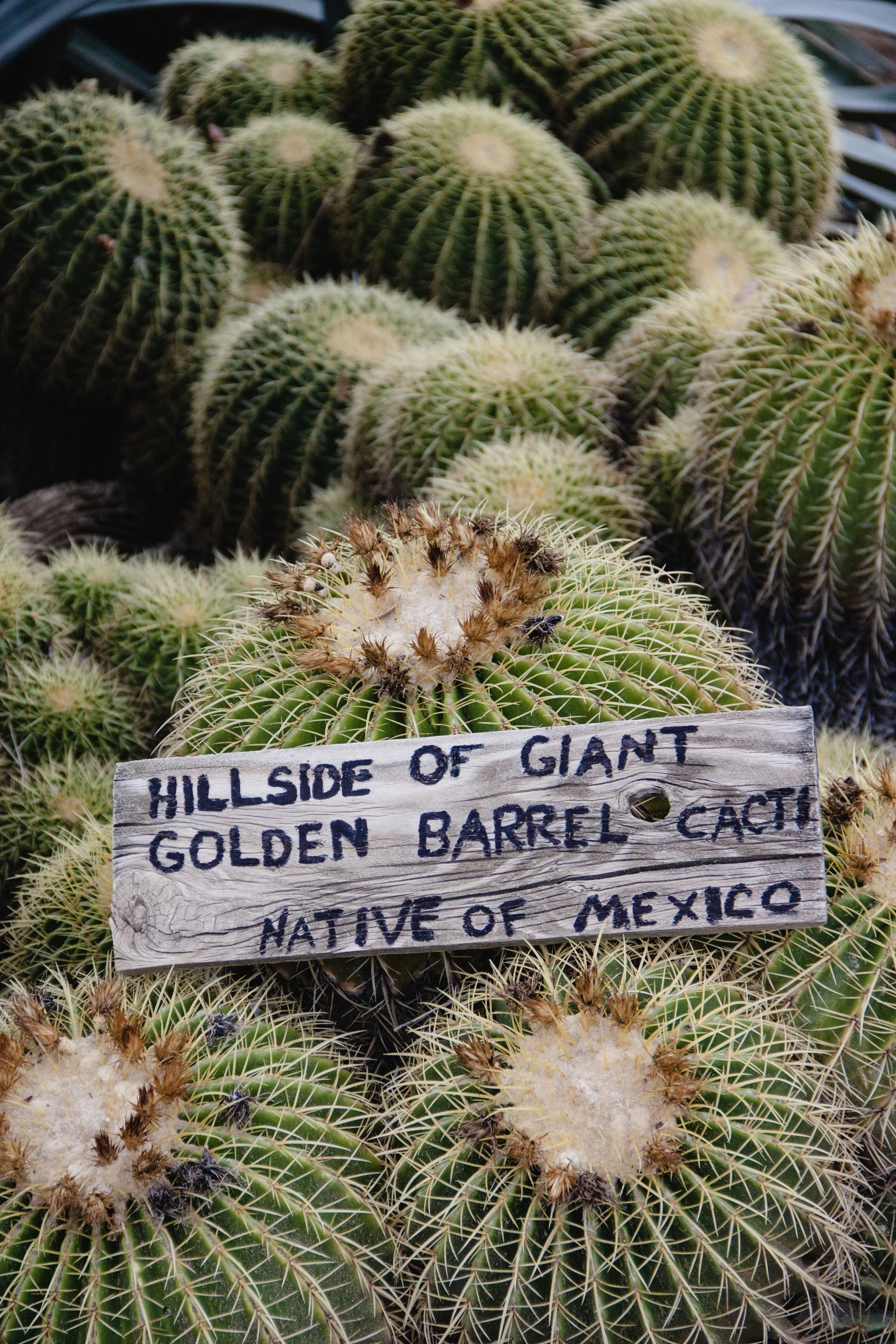 Whispers of Mexico: A Sign Among Golden Barrel Giants