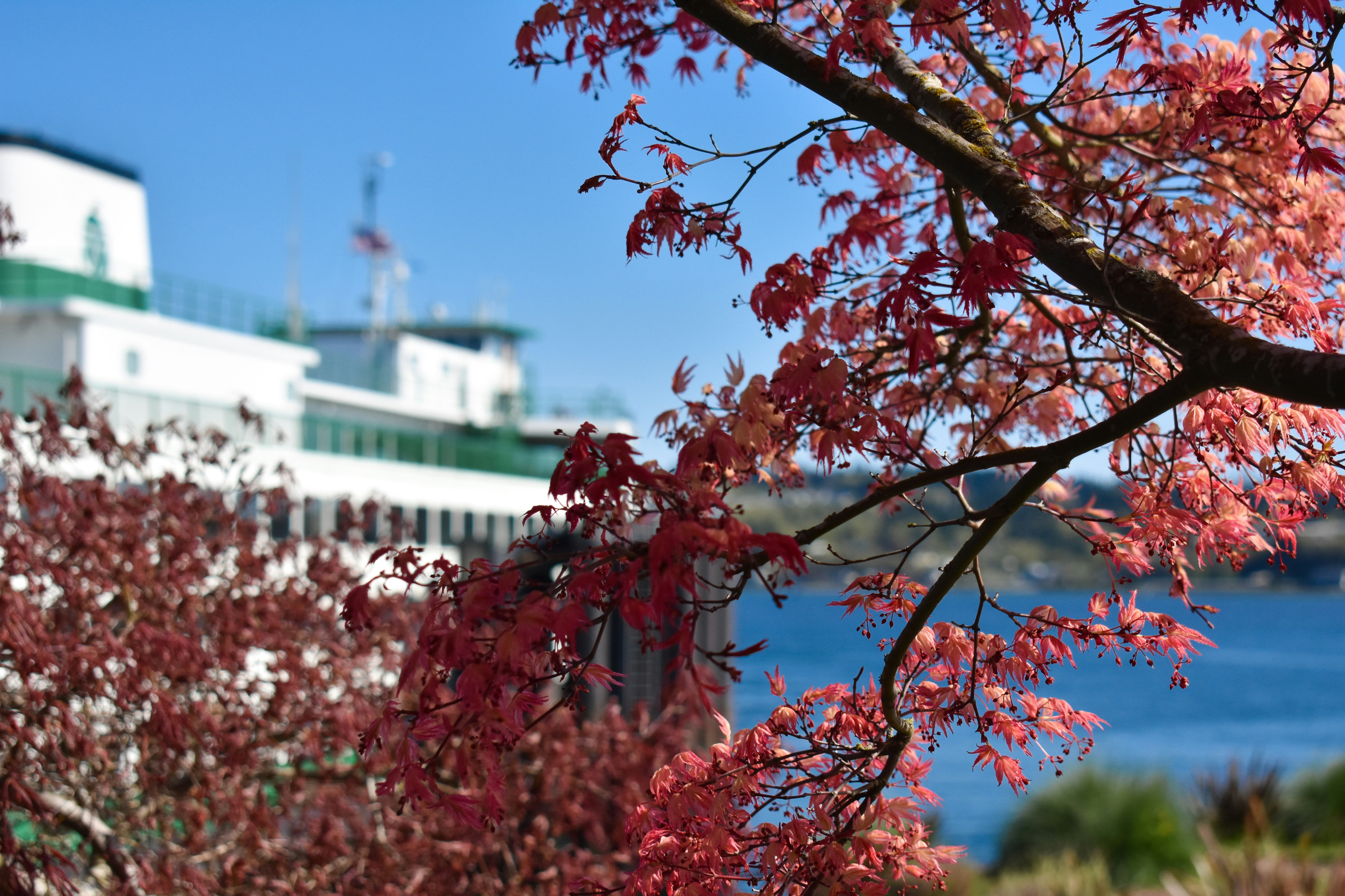 Crimson Maple Framing a Quiet Harbor Vista